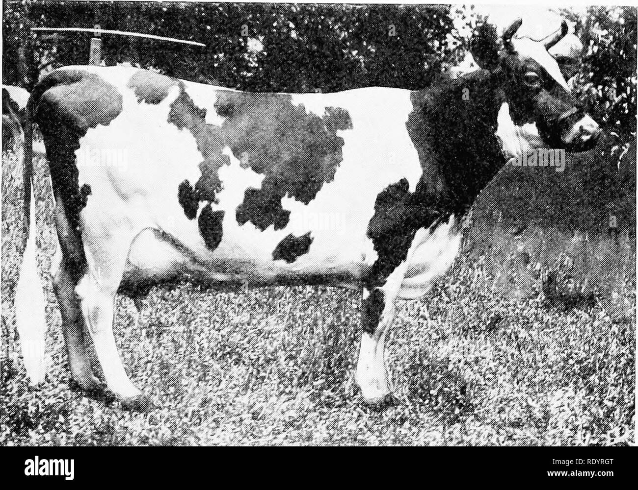 . The Guernsey breed. Guernsey cattle. The Guernsey Breed 225 Bull ...