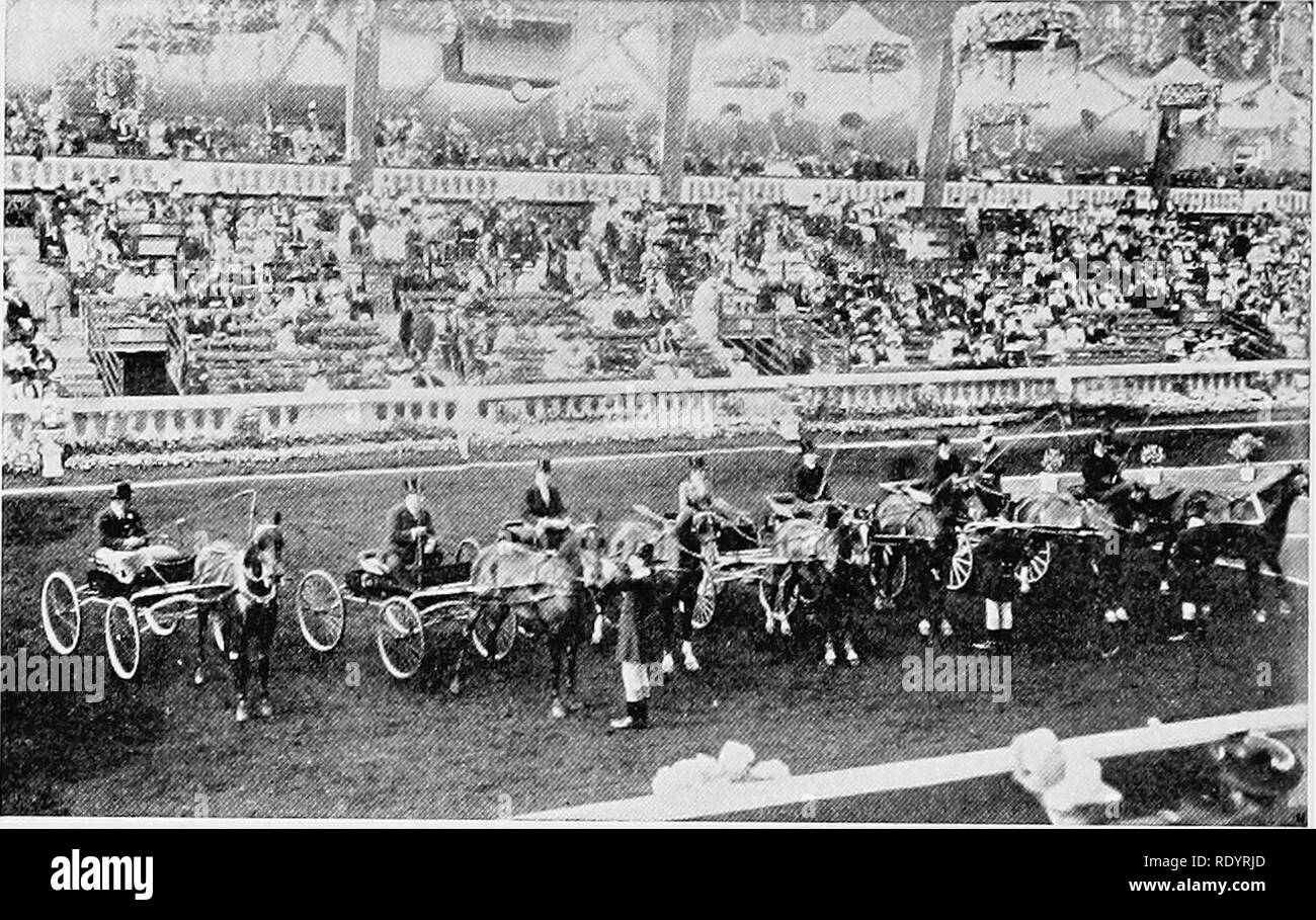 . Productive horse husbandry. Horses; Horses. 292 THE HORSE IN SERVICE ...