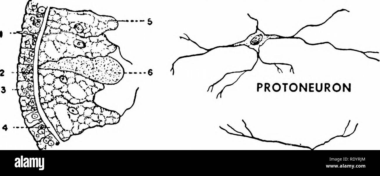 . Principles of modern biology. Biology. TRIGGER PRONG NEMA EPITHELIO ...