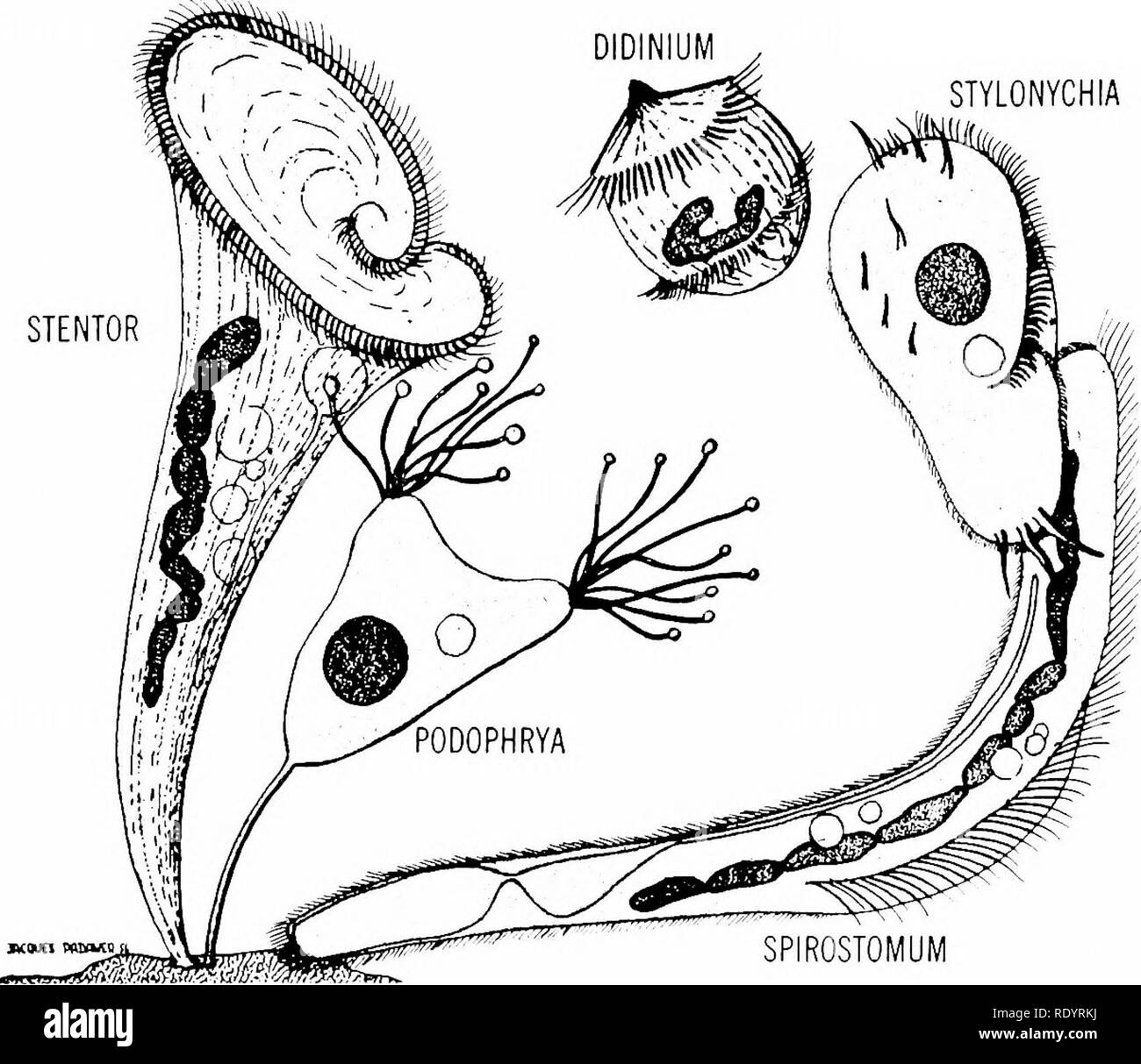 Ciliophora hi-res stock photography and images - Alamy