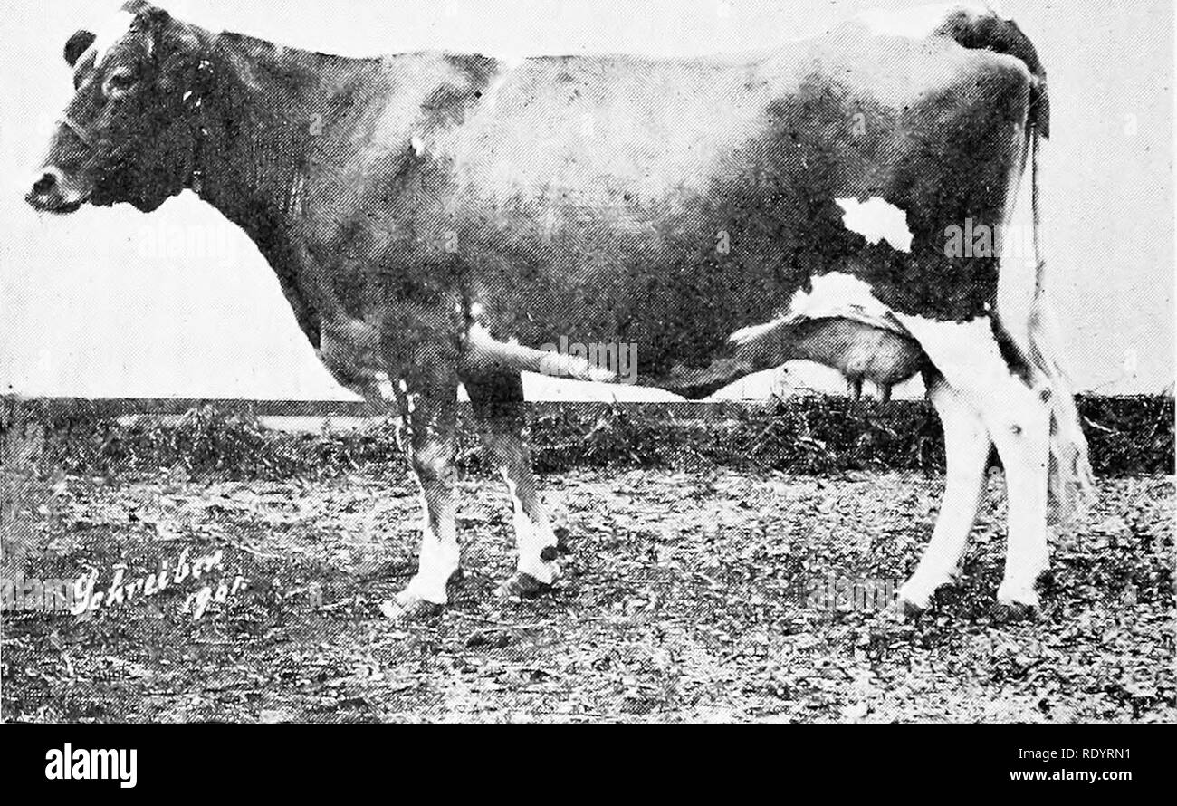 . The Guernsey breed. Guernsey cattle. 192 TiiK Guernsey Breed their ...