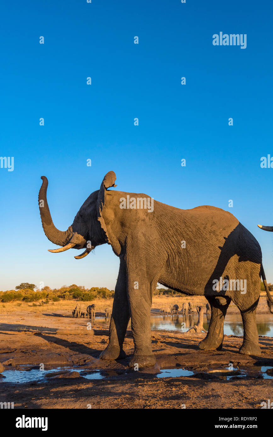 Zimbabwean elephant hi-res stock photography and images - Alamy