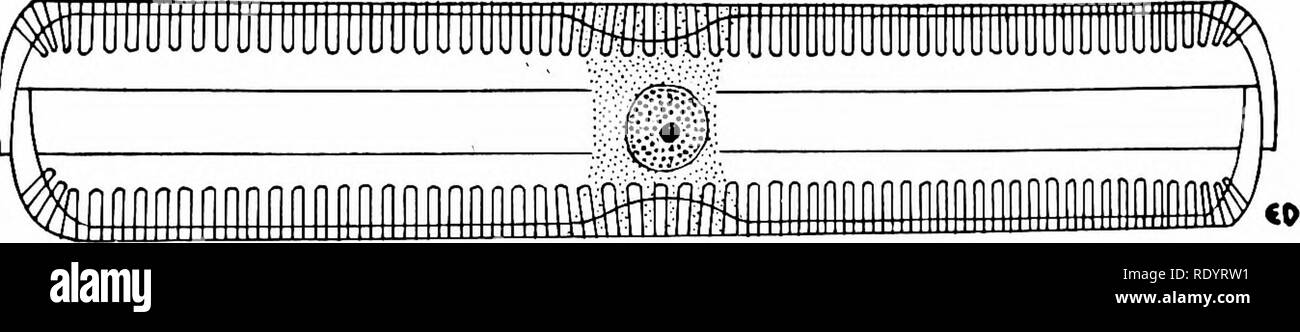 Brown Algae Cell Structure