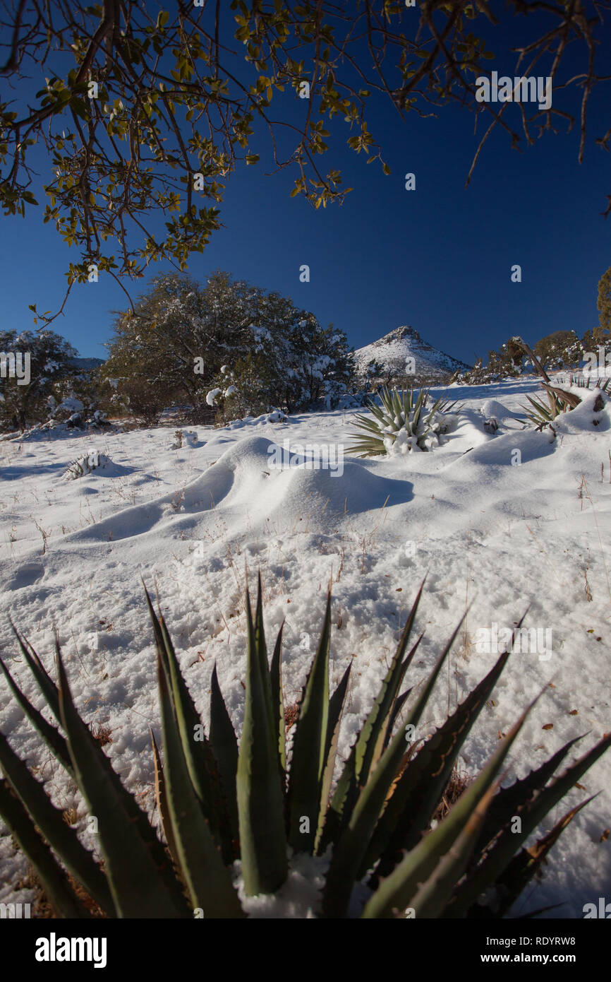 Snowy landscape in the Coronado National Forest in New Mexico's remote ...