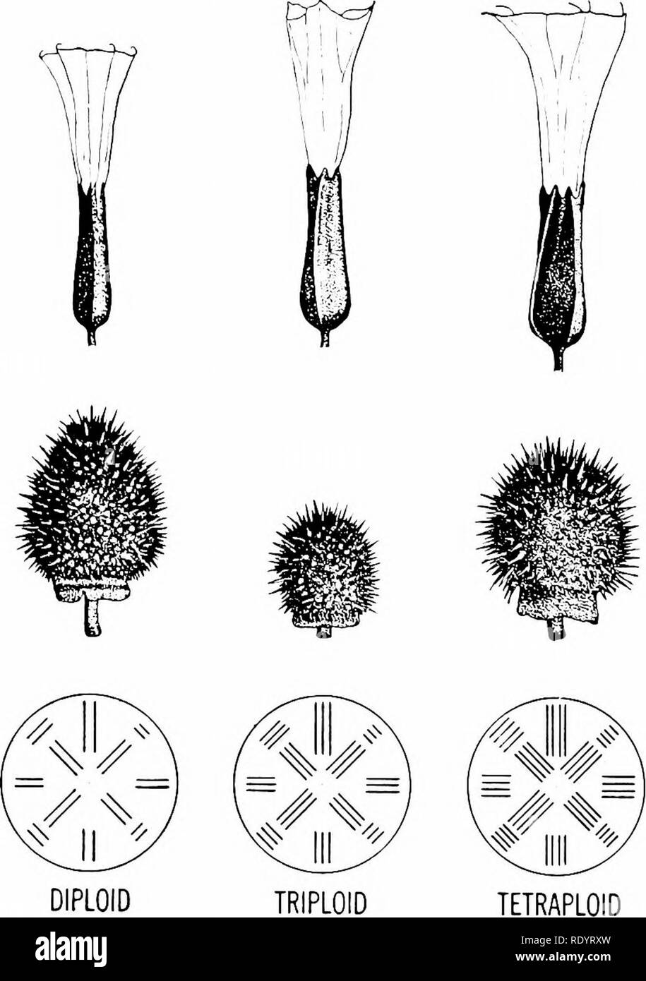 . Principles of modern biology. Biology. NORMAL Fig. 26-29. Flowers ...