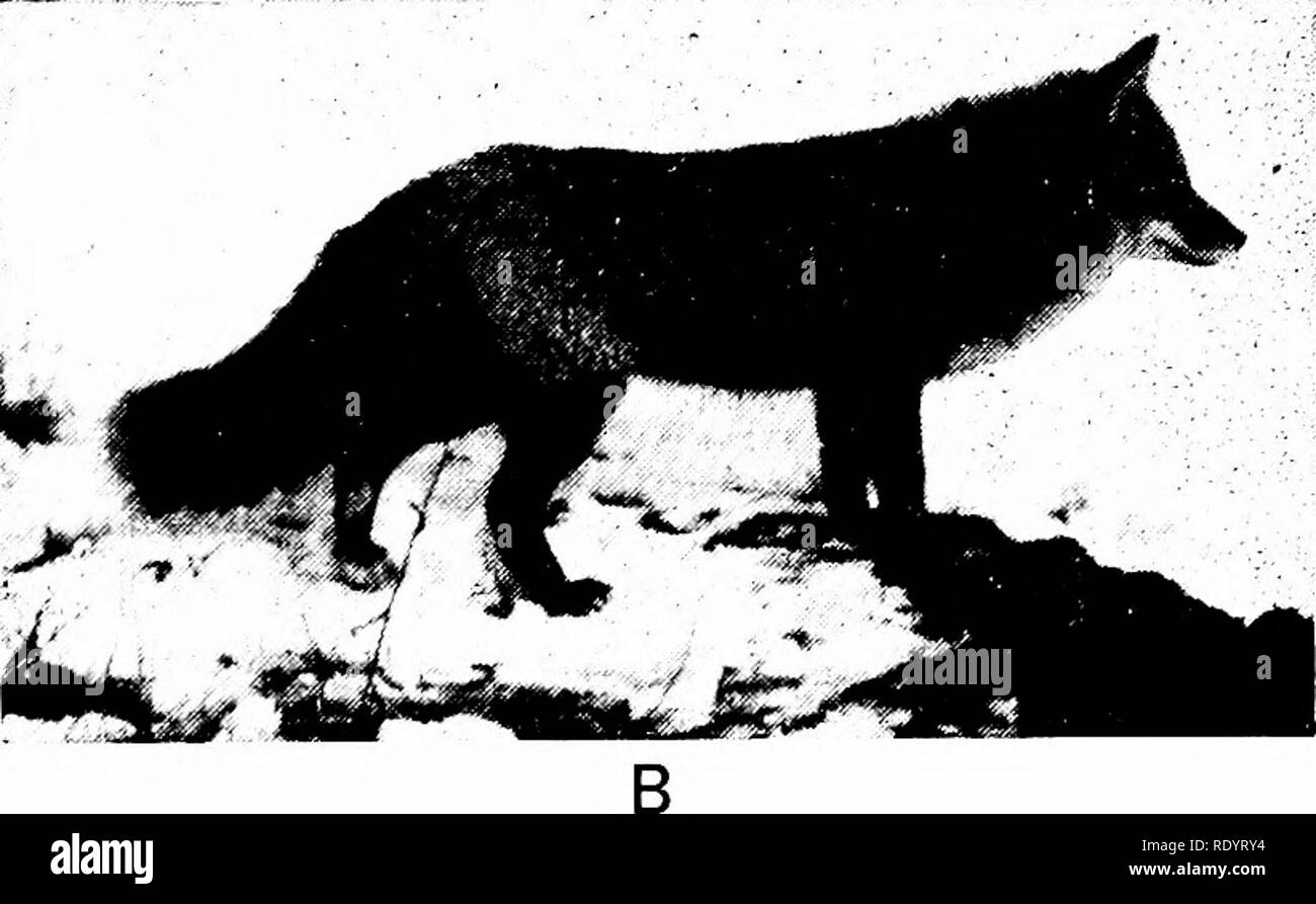 Mutant gene hi-res stock photography and images - Alamy