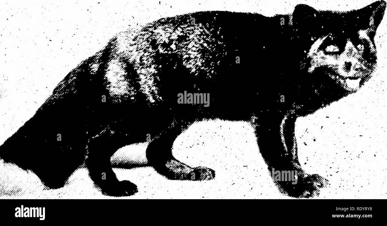 Ancon sheep hi-res stock photography and images - Alamy