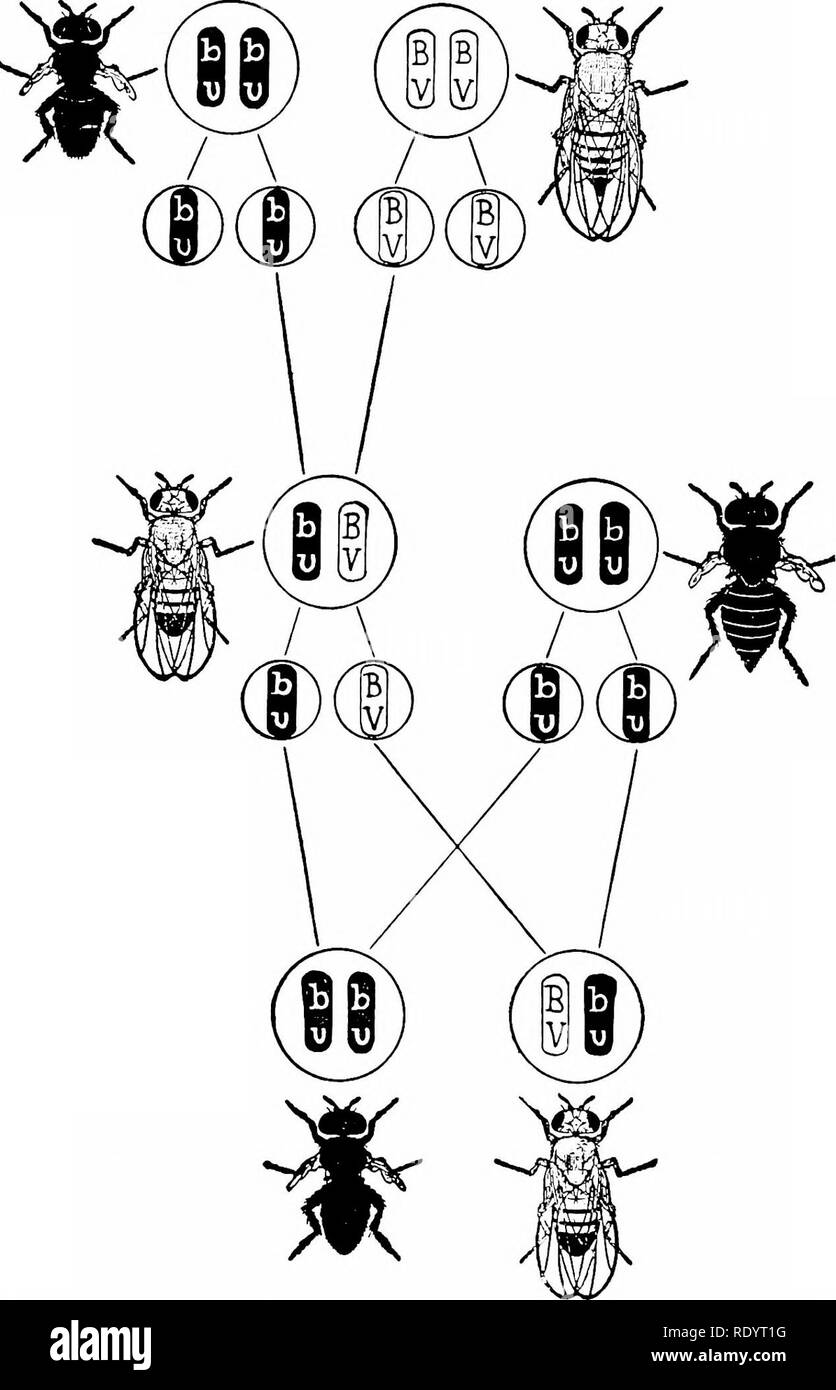 Segregation Biology