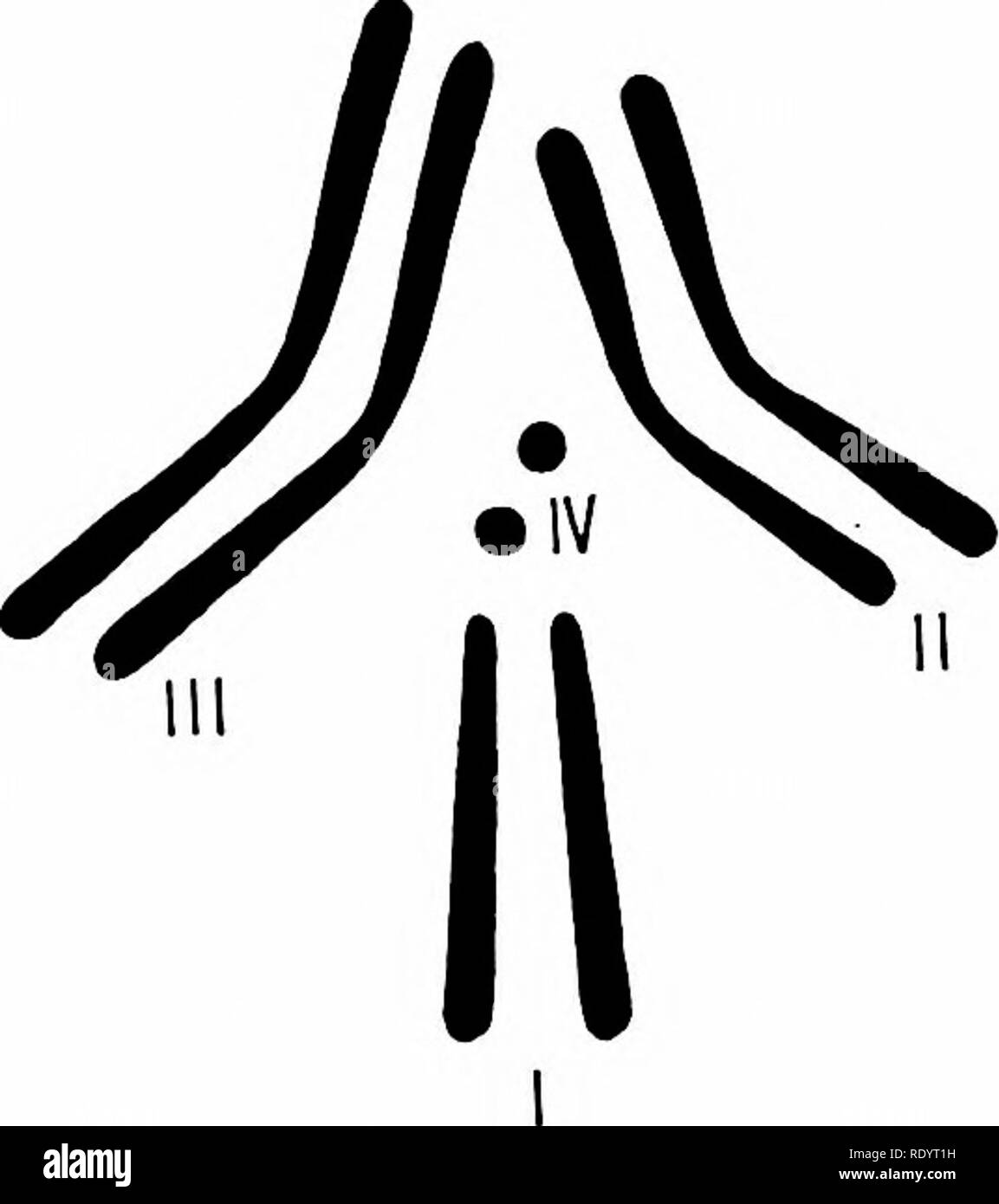 Drosophila chromosomes hi-res stock photography and images - Alamy