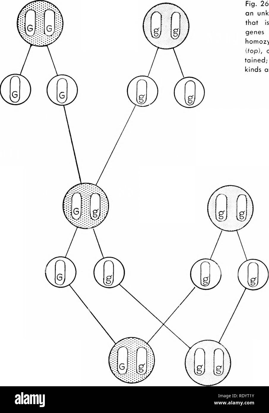 Different phenotypes hi-res stock photography and images - Alamy