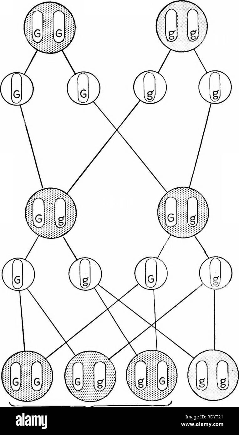 Normal Male Genotype