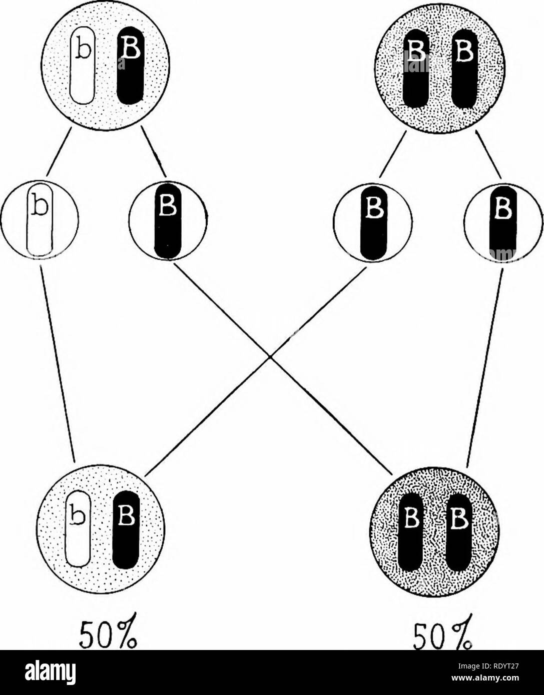 Heterozygous Biology