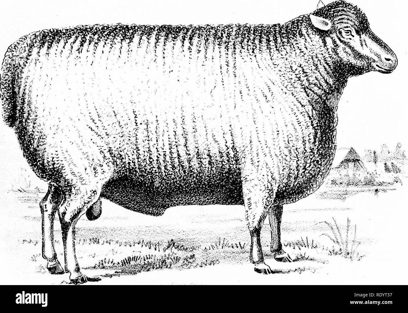 1822 1865 Black and White Stock Photos & Images - Alamy