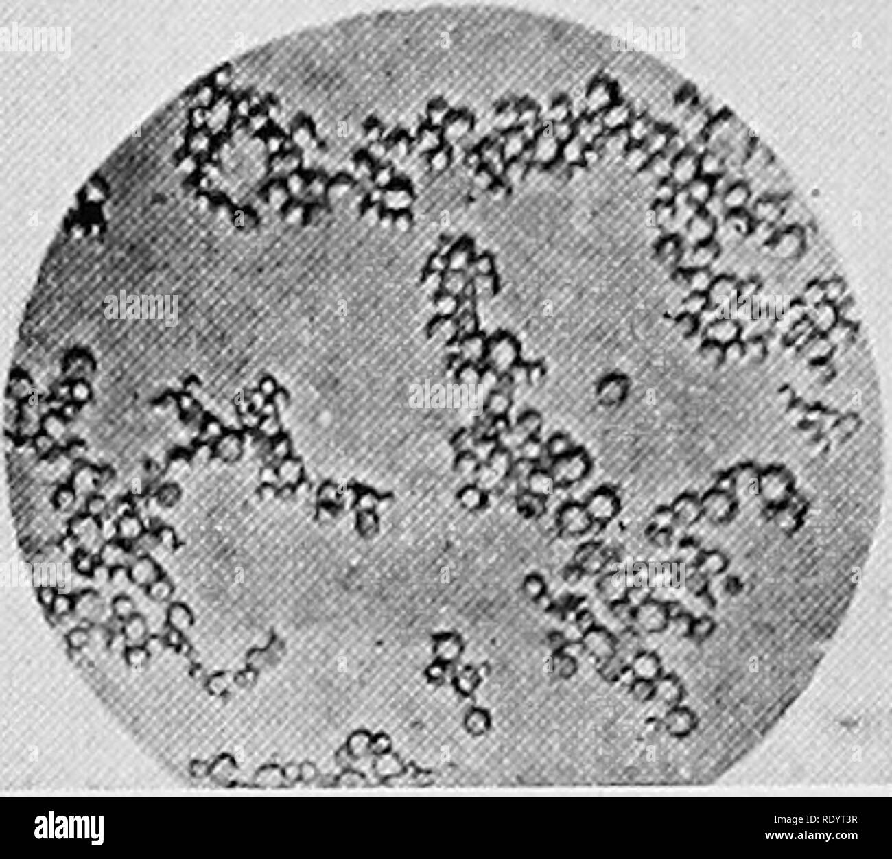 . Productive dairying . Dairying. FlQ. 130.—Photomicrographsof fat ...