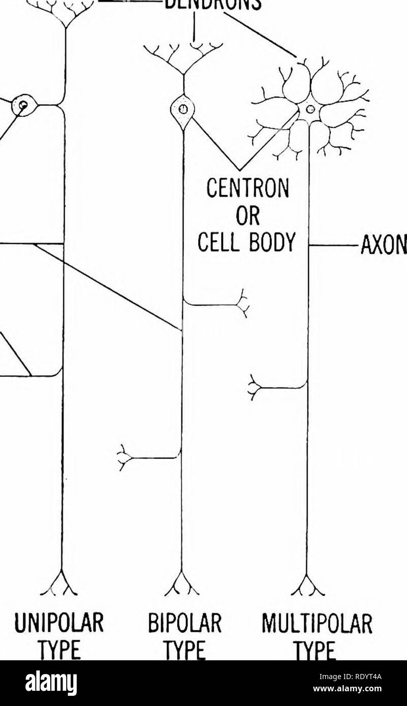 Association Neuron Diagram