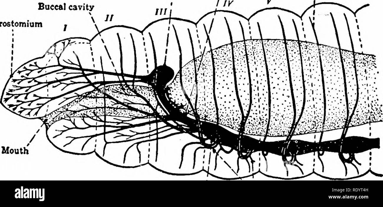 Nervous System Of An Earthworm