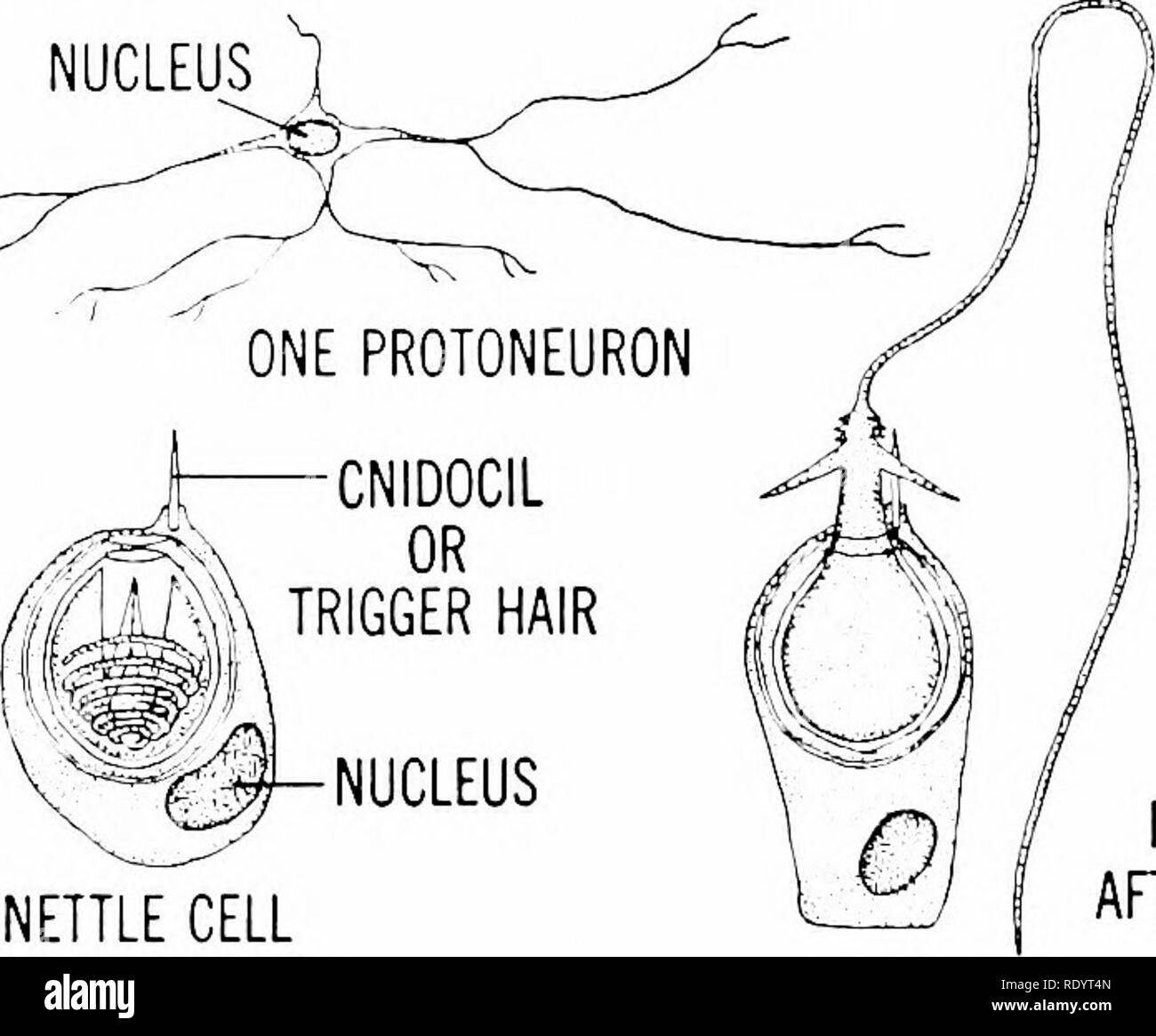 . Principles of modern biology. Biology. NUCLEUS- MUSCLE PROCESS ...