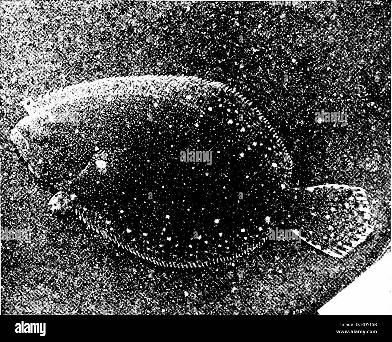 Fish skin cells Black and White Stock Photos & Images - Alamy