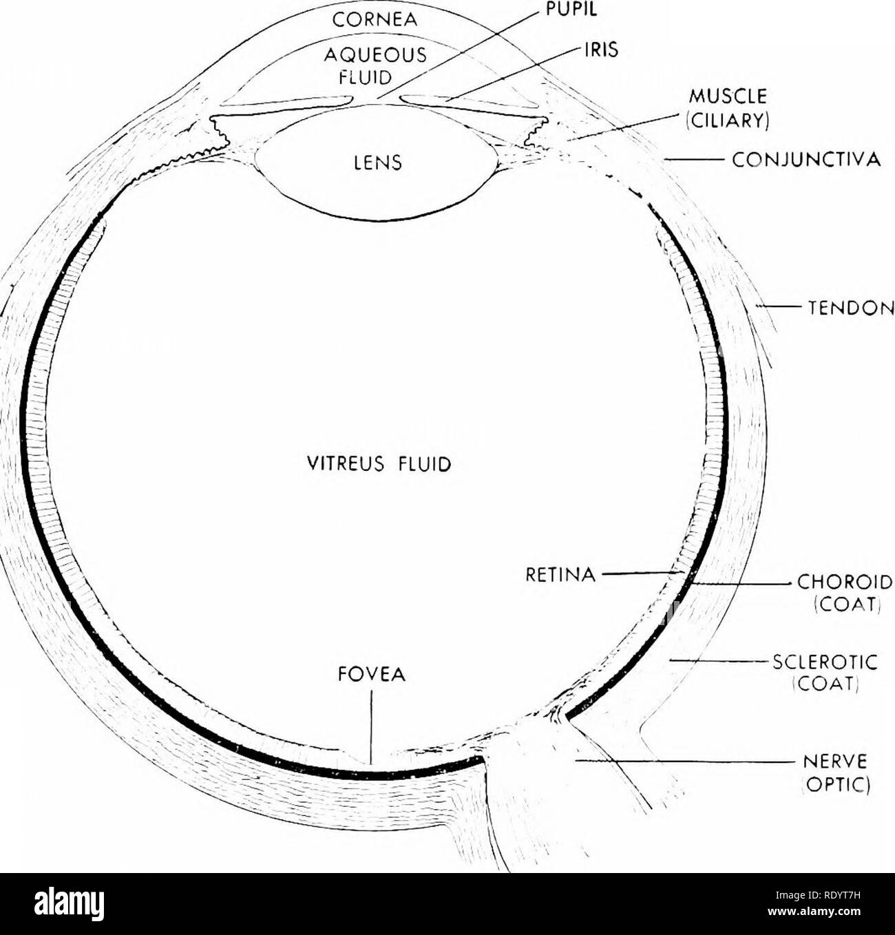 . Principles of modern biology. Biology. 422 - Multicellular Animals ...