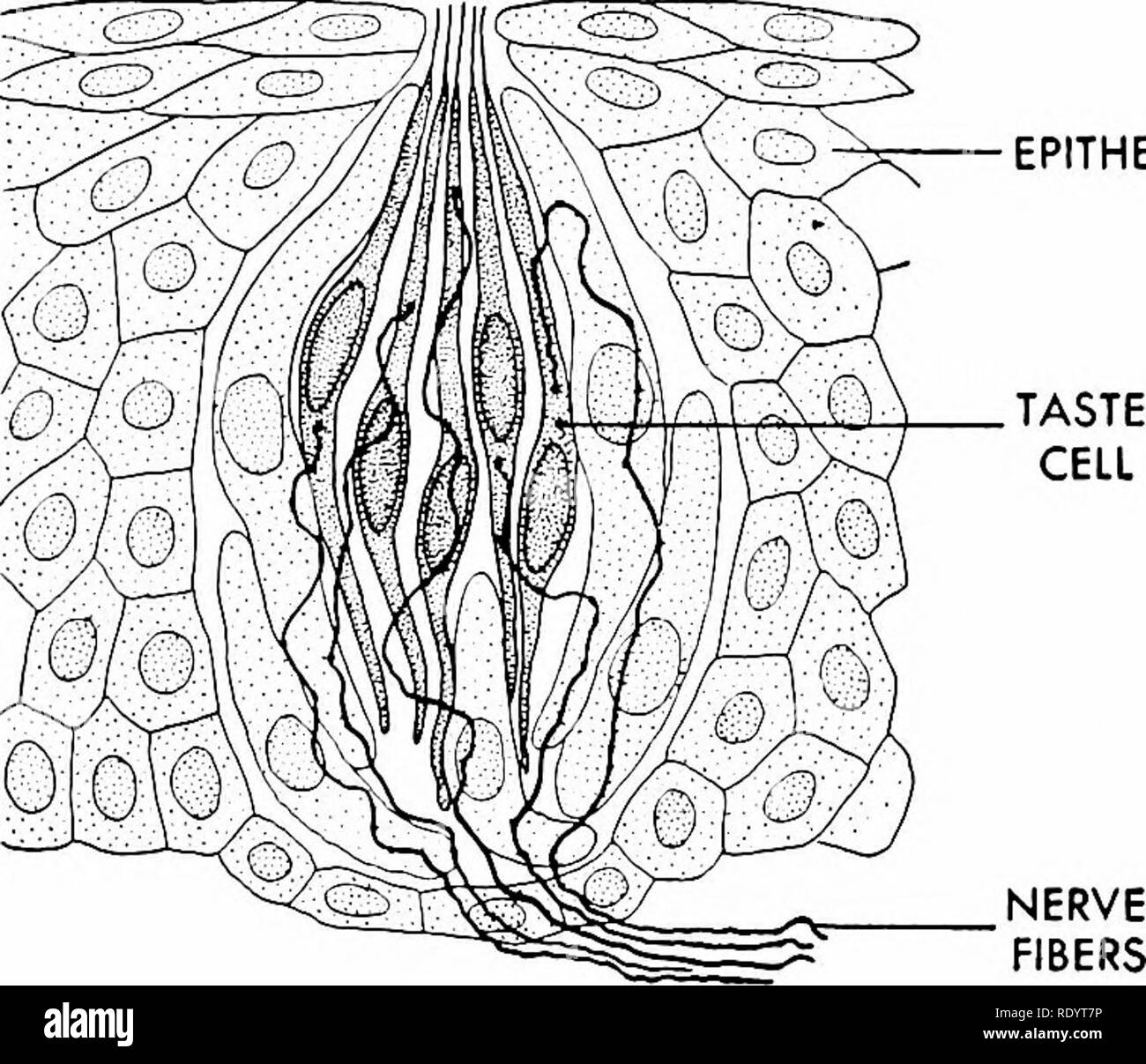 Taste Bud Structure 64 Tongue Taste Buds Stock Photos, High Res