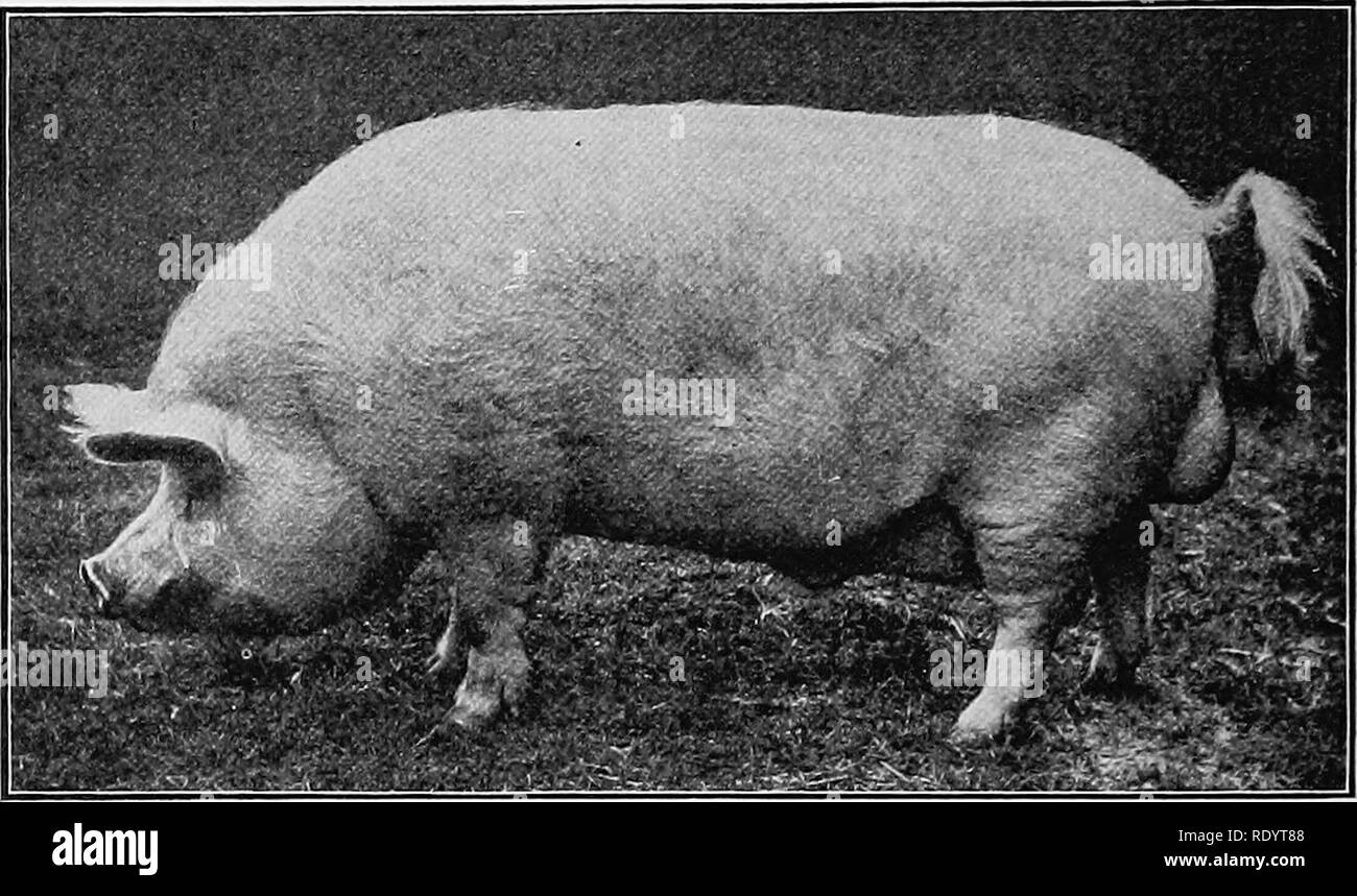 . Types and breeds of farm animals. Livestock. 784 SWINE At this time ...