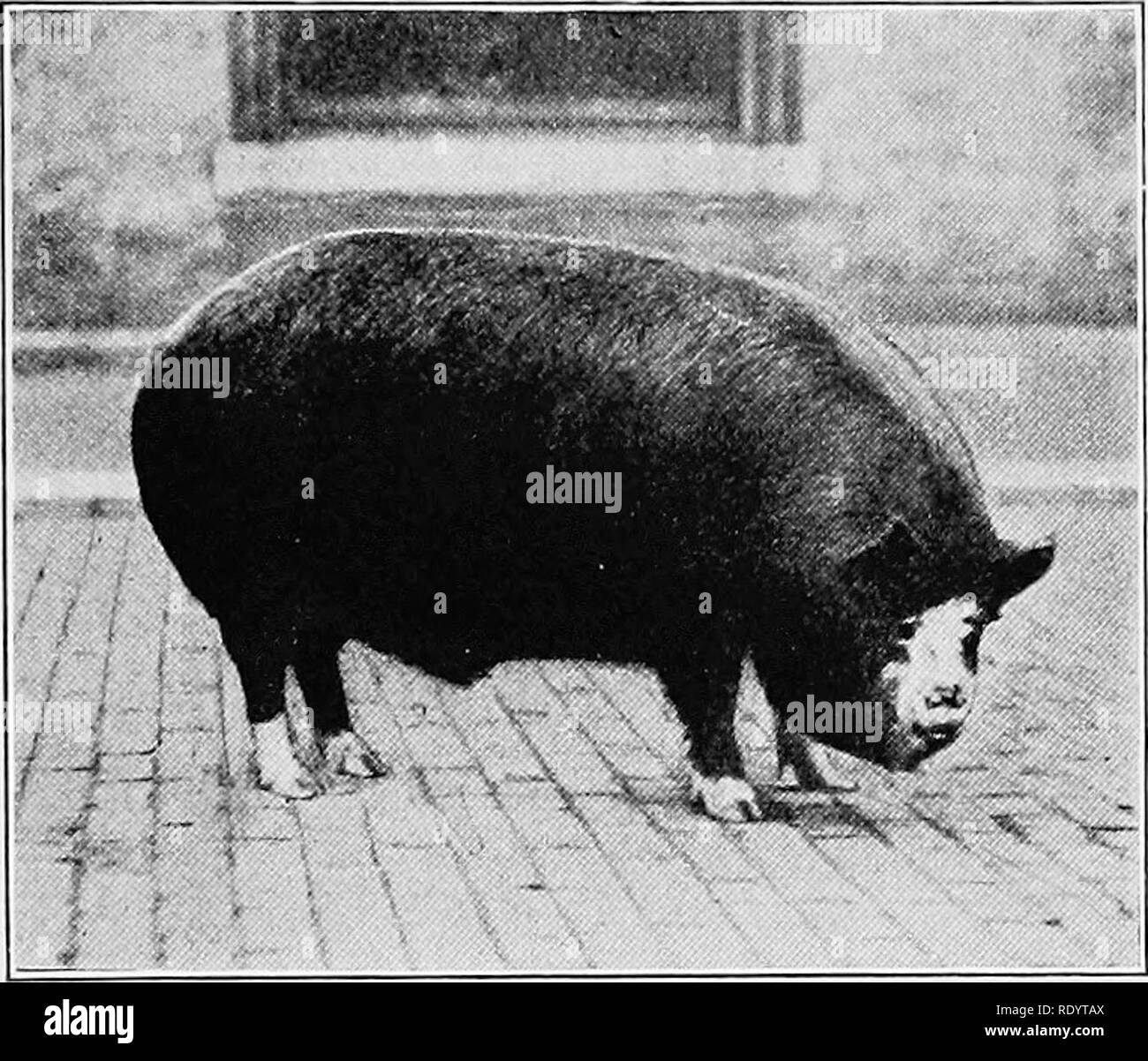 . Types and breeds of farm animals. Livestock. THE BERKSHIRE 703 Royal ...