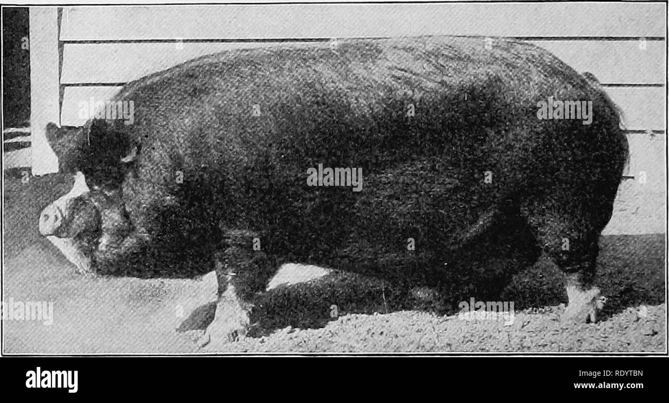 Native pig breed Black and White Stock Photos & Images - Alamy