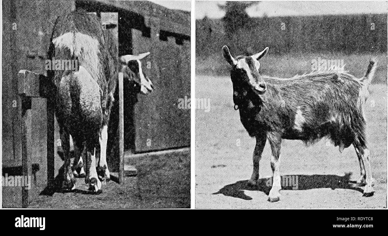 Goat Udder Development