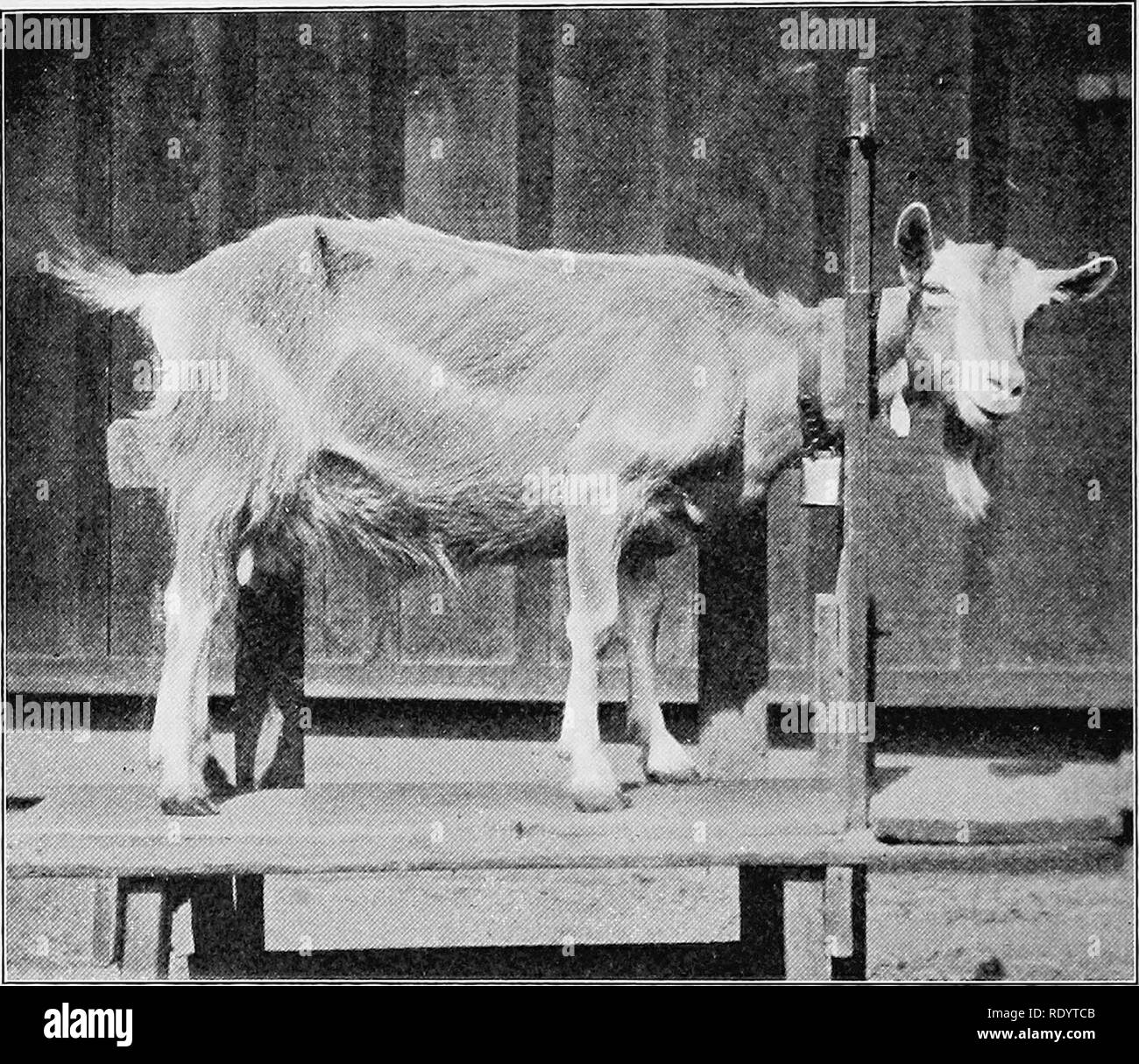 Goat milking Black and White Stock Photos & Images - Alamy