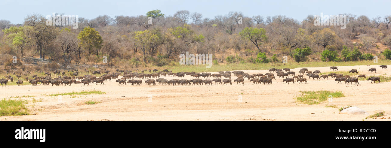 Herd of Cape Buffalo Stock Photo - Alamy