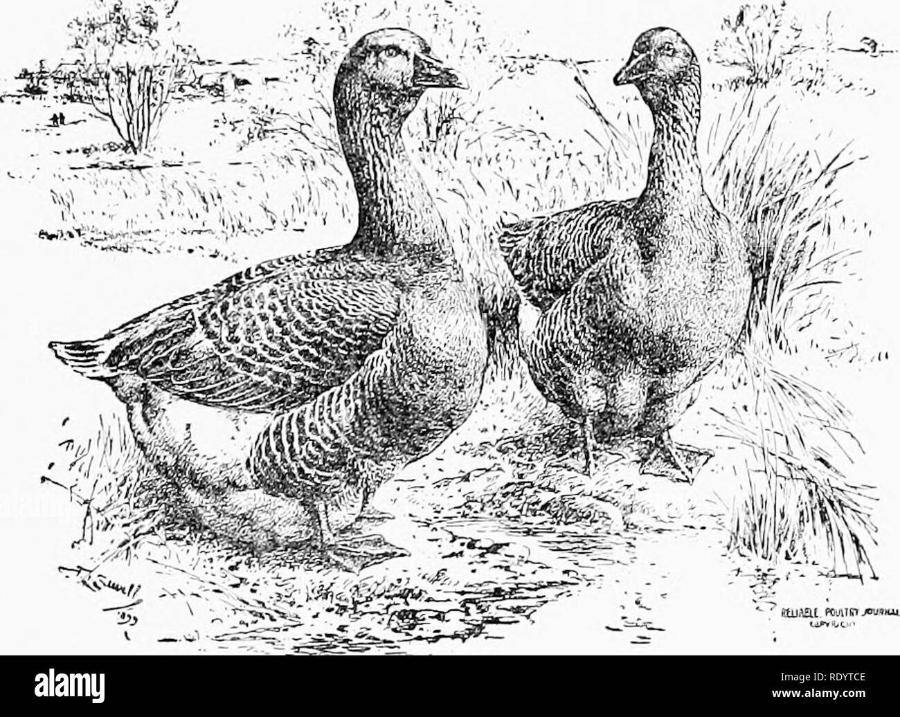 Duck grit Black and White Stock Photos & Images - Alamy