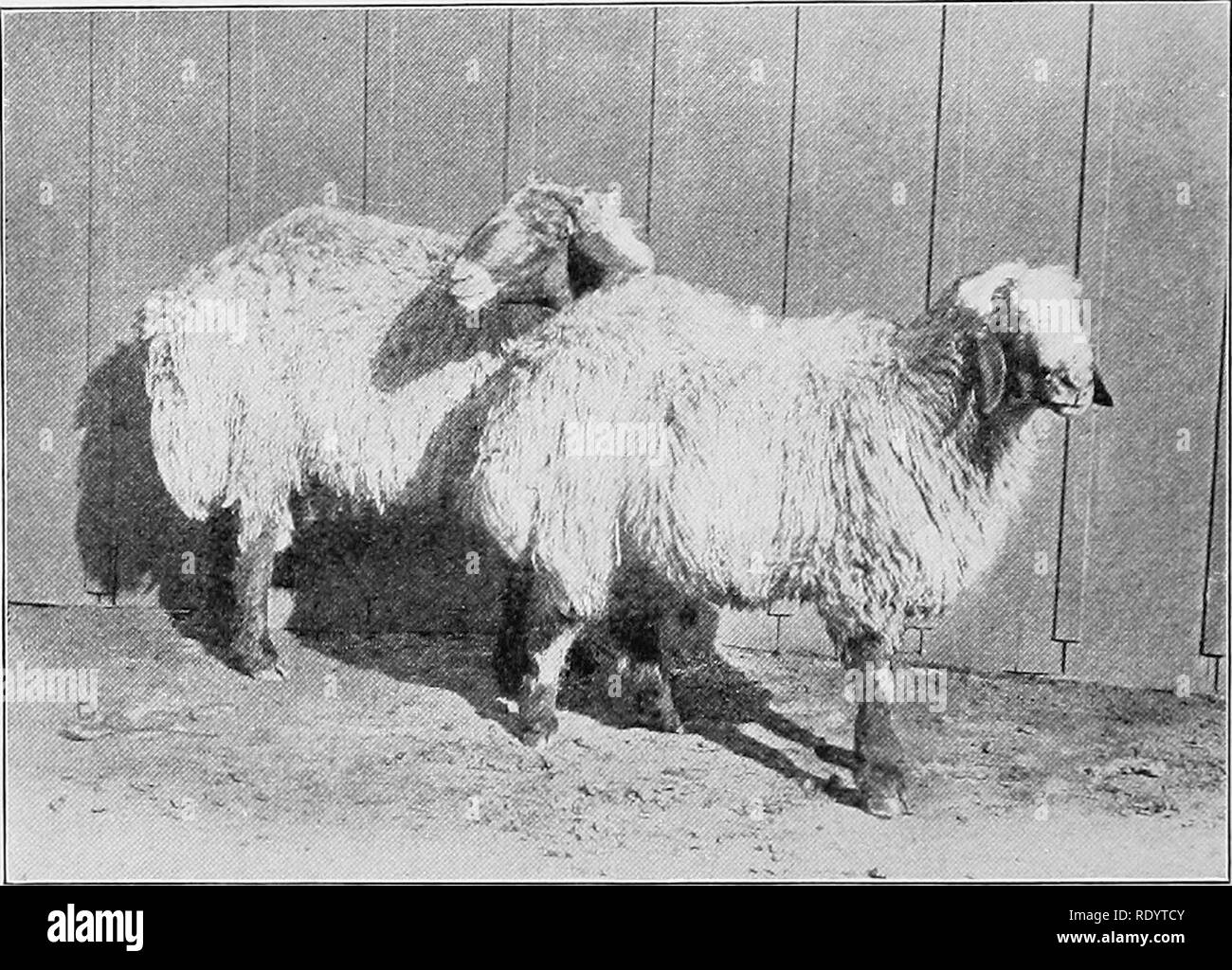 Five lambs owned hi-res stock photography and images - Alamy