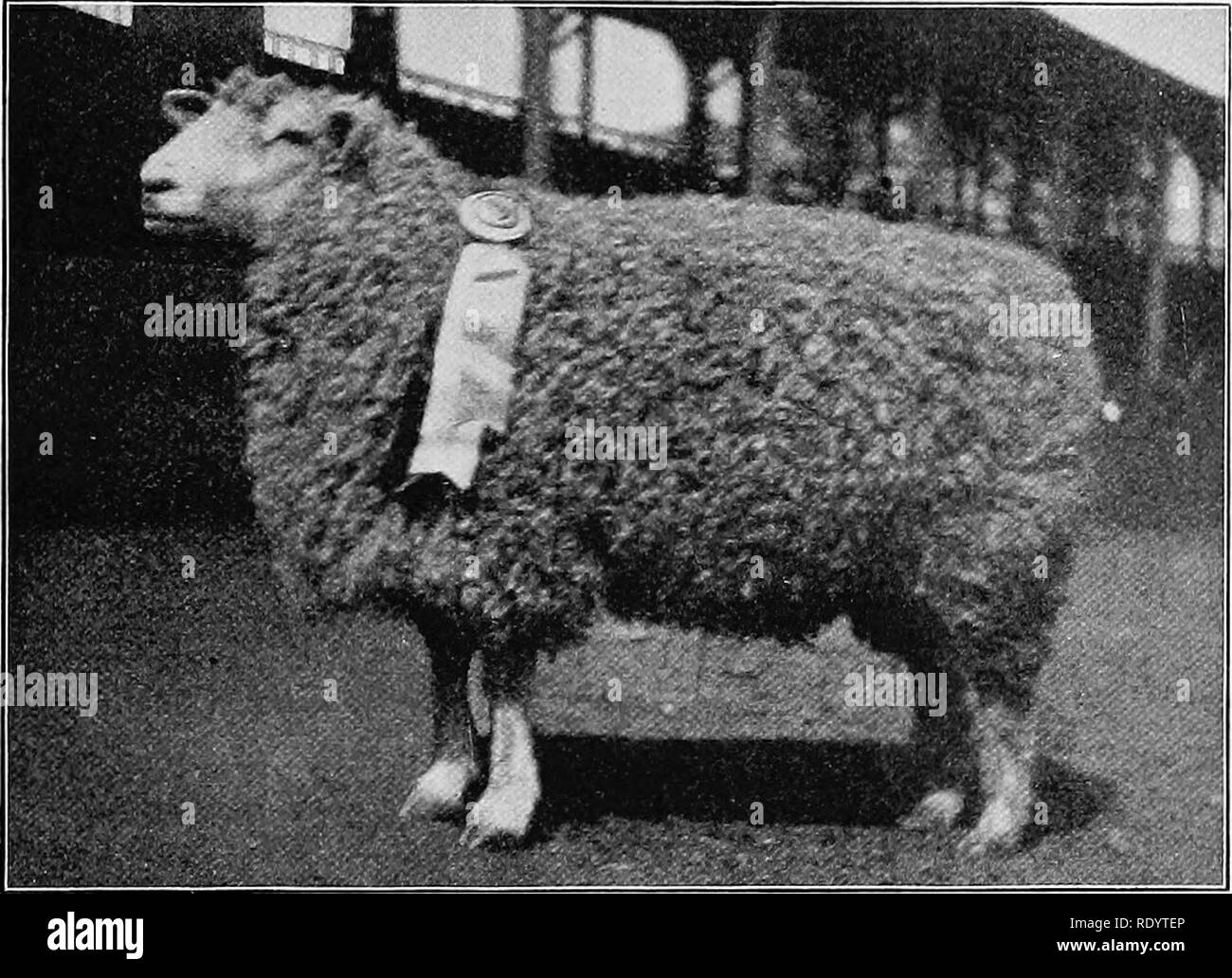 . Types and breeds of farm animals. Livestock. THE LINCOLN 639 of ...