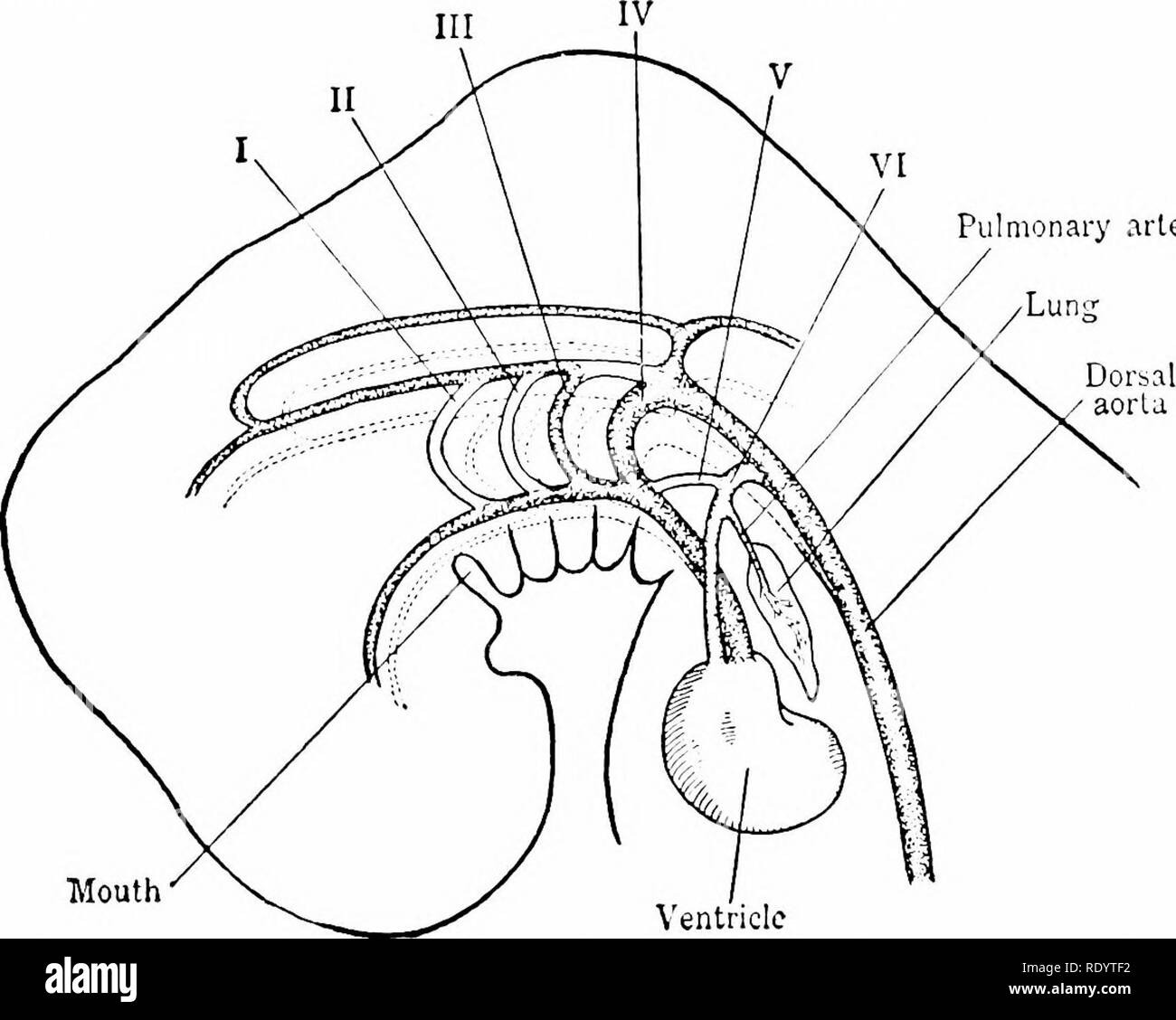 . Principles of modern biology. Biology. 332 - Multicellular Animals ...