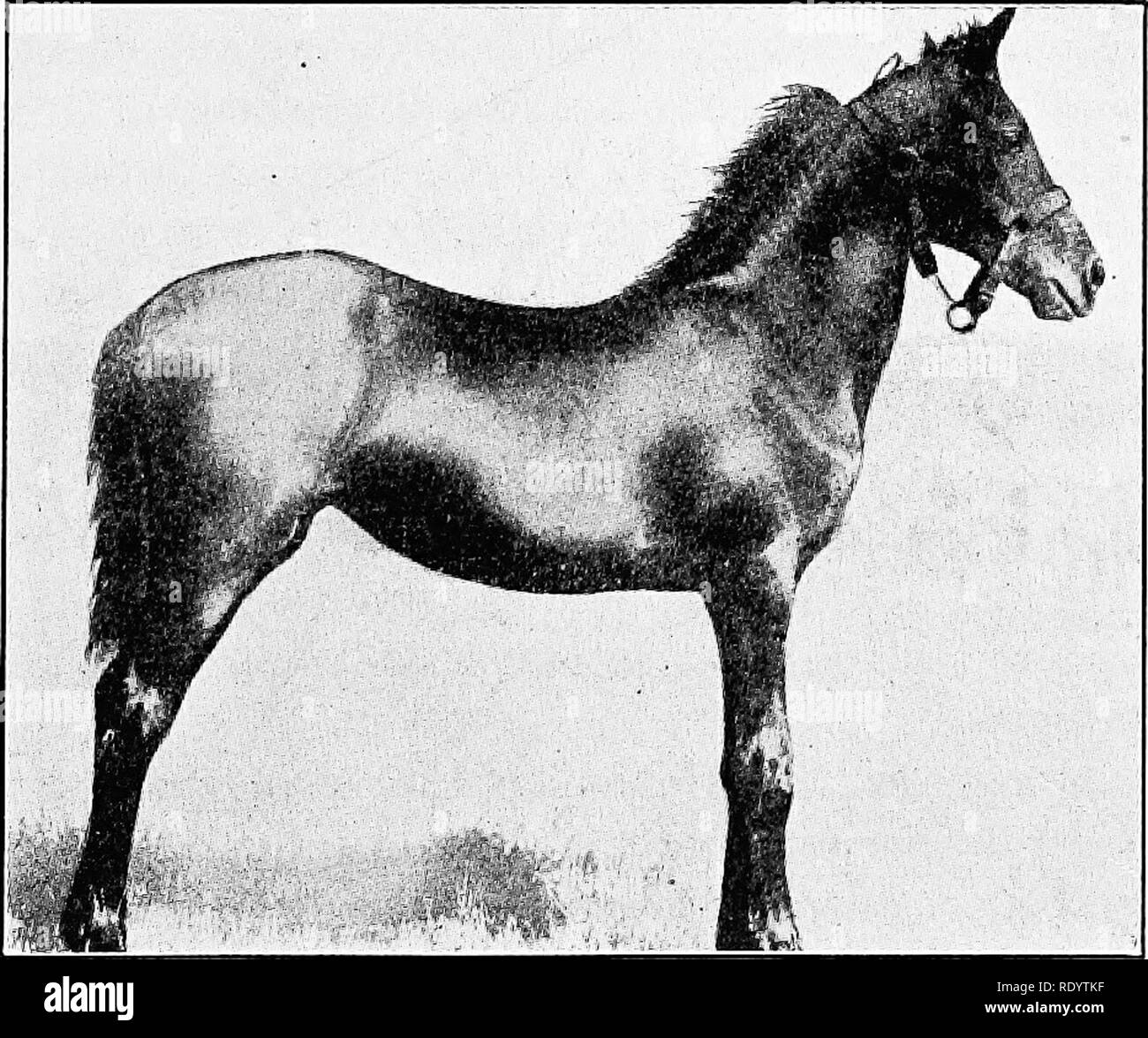 Mare and stallion mating hi-res stock photography and images - Alamy