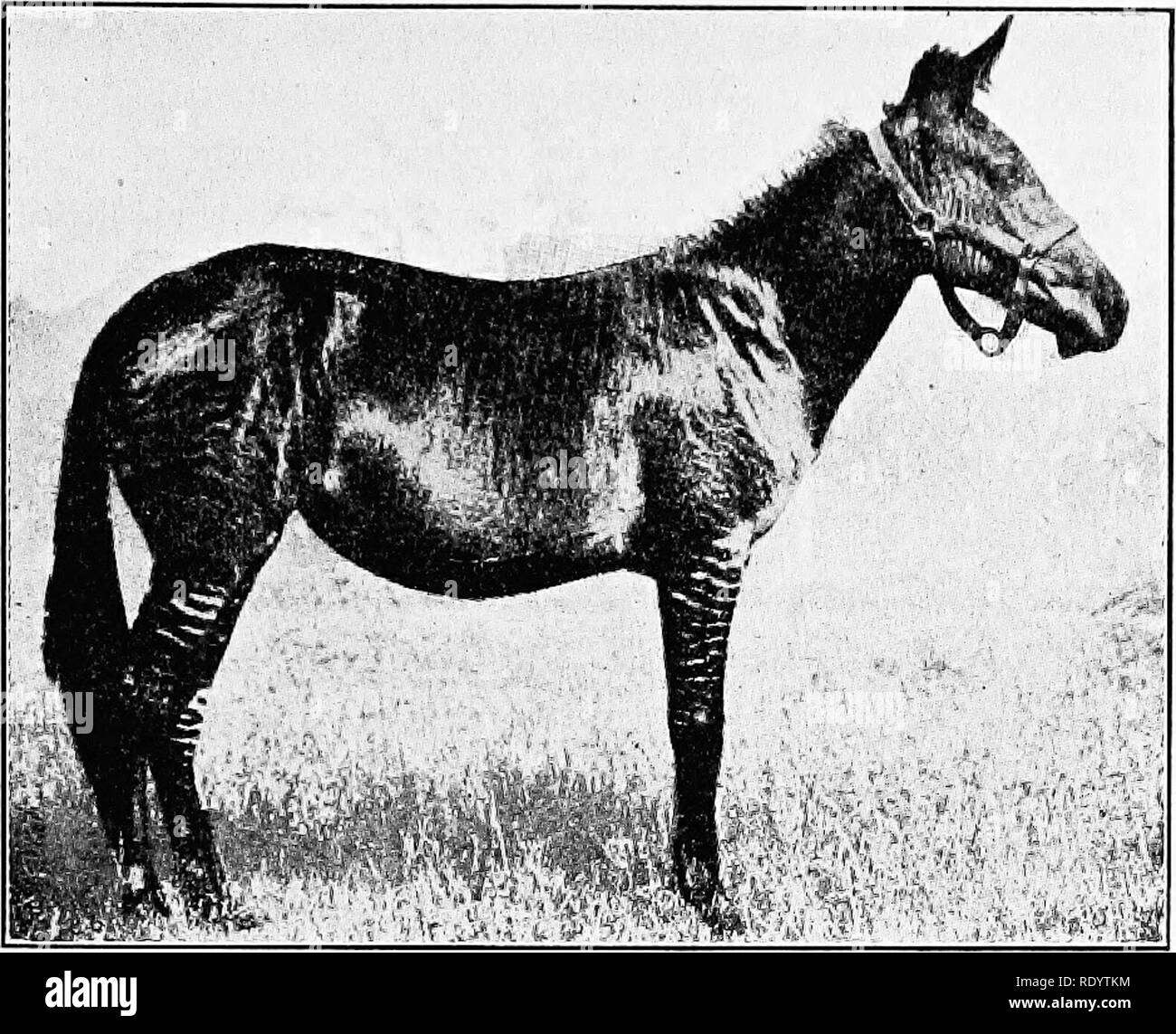 Colt mating mare Black and White Stock Photos & Images - Alamy