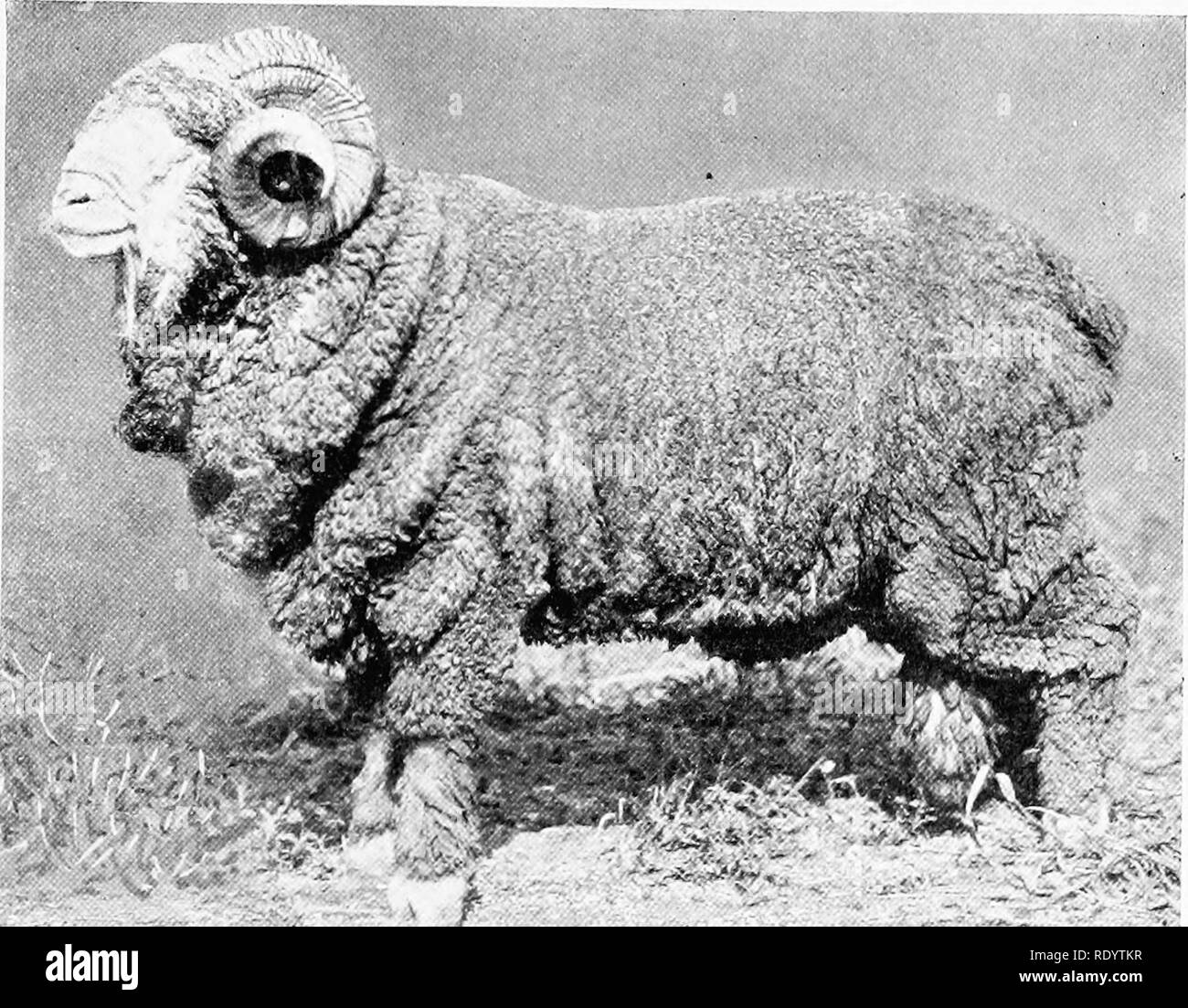 . Livestock on the farm. Livestock. SHEEP 1,S7 and contains a large ...