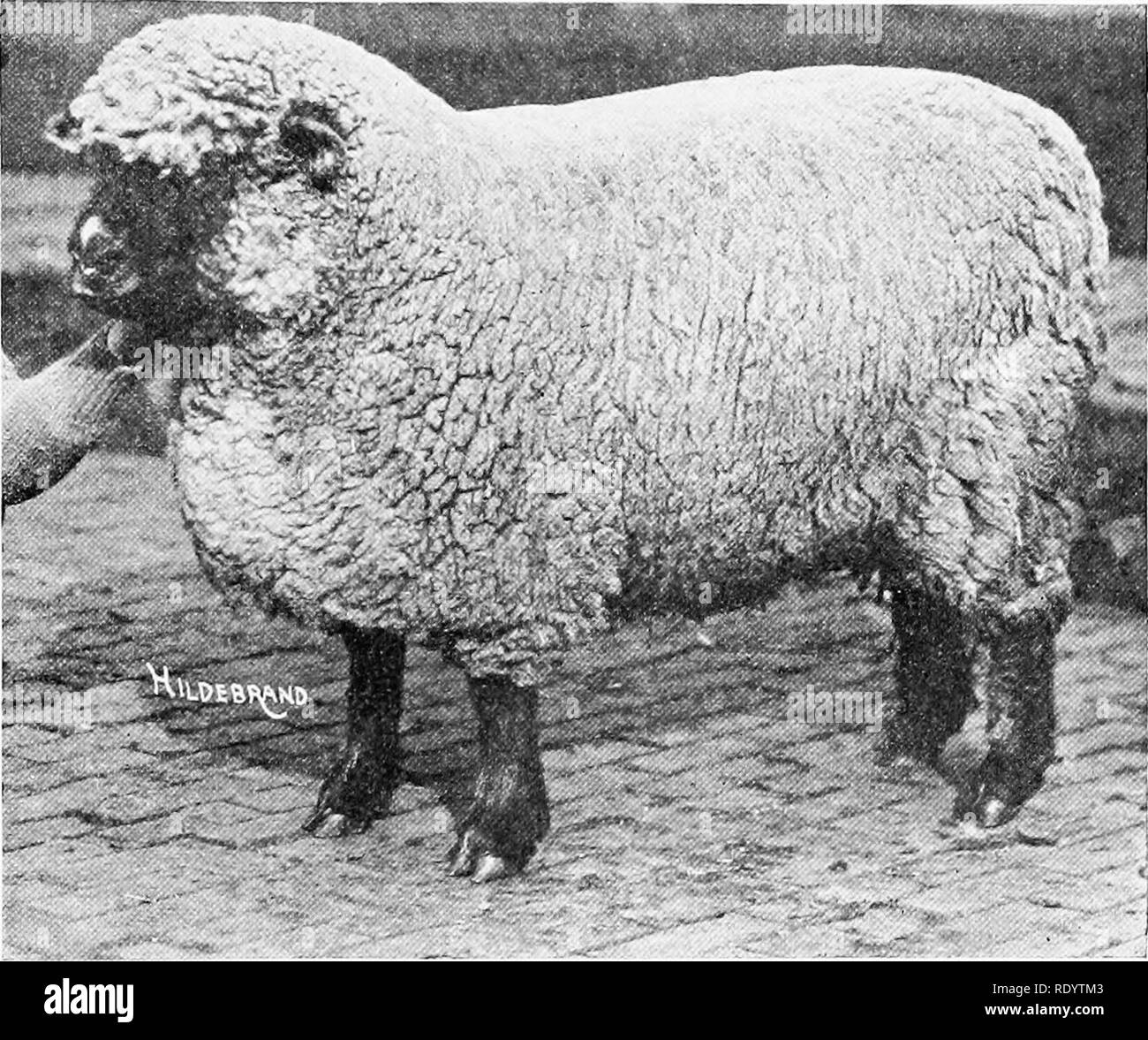 Ancient sheep breeds Black and White Stock Photos & Images - Alamy