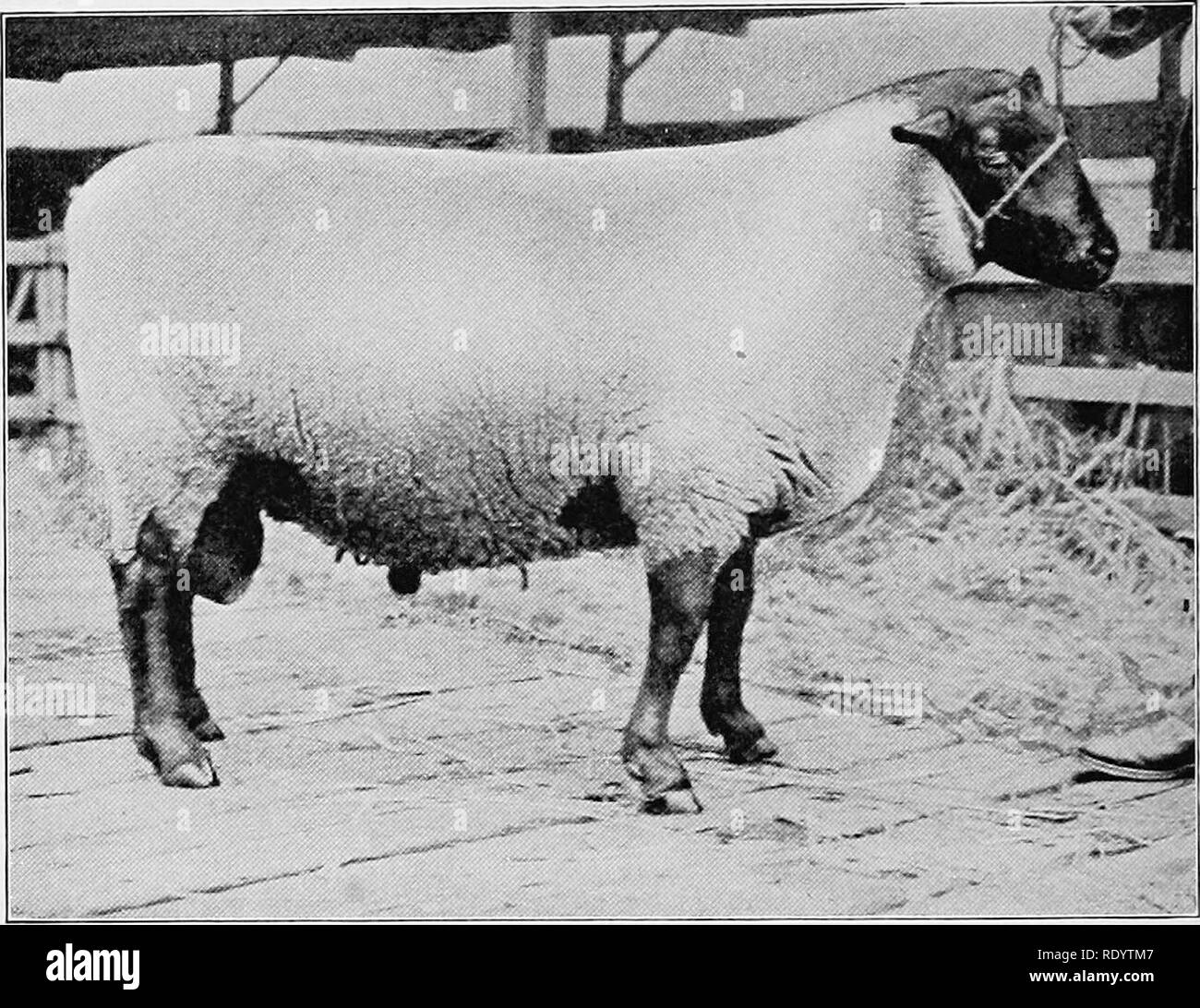 72 pound hi-res stock photography and images - Alamy