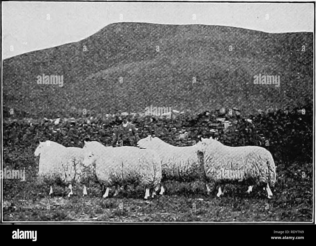 But was first introduced in 1842 Black and White Stock Photos & Images ...