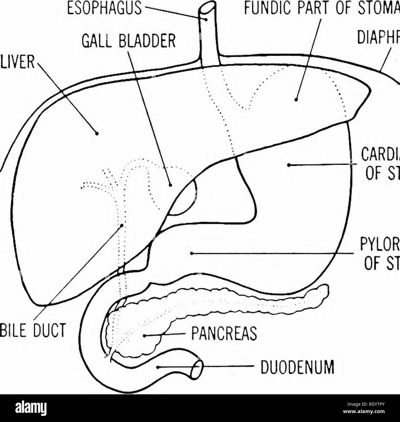 Bolus stomach hi-res stock photography and images - Alamy