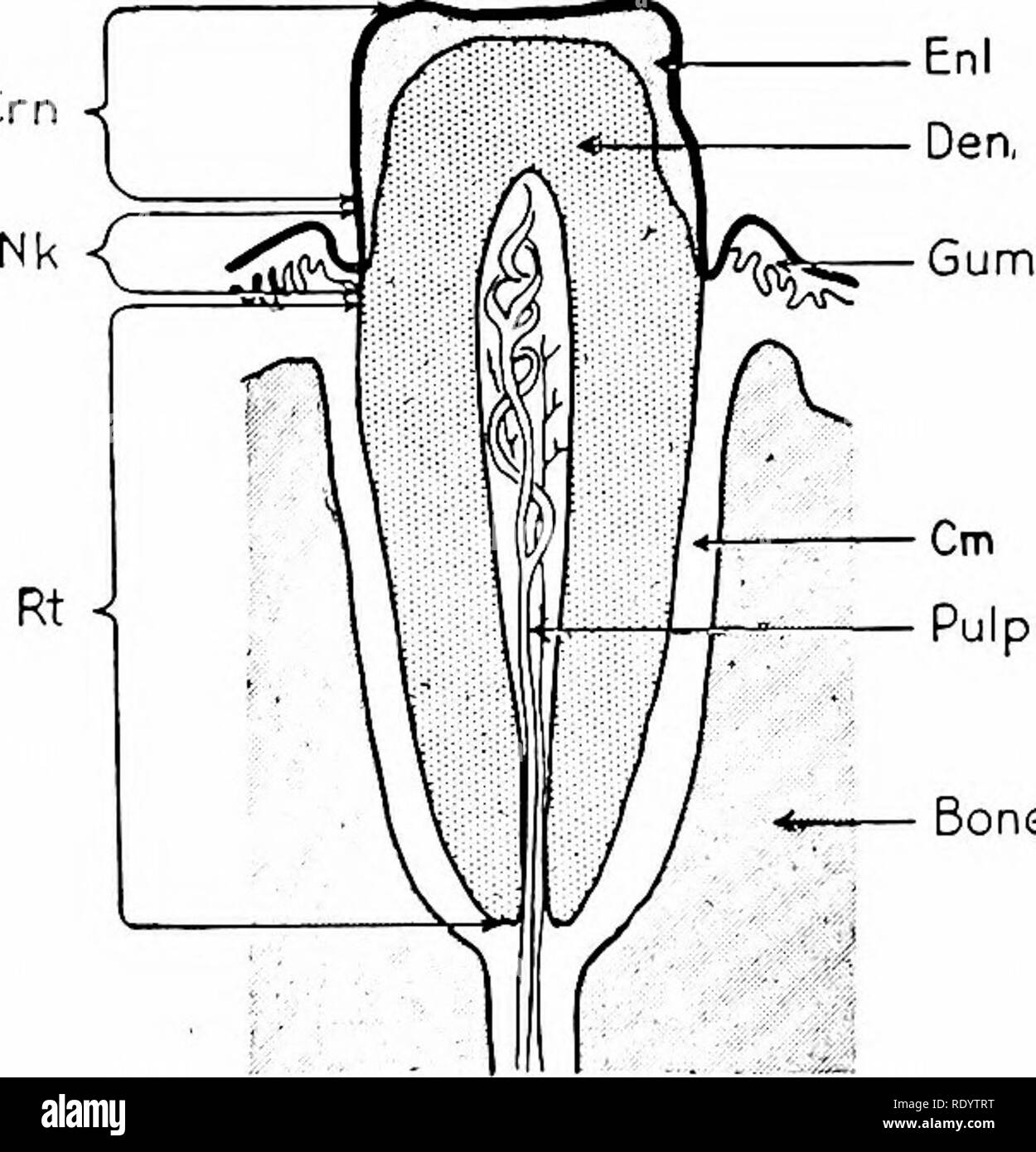 Gastric pit hi-res stock photography and images - Alamy
