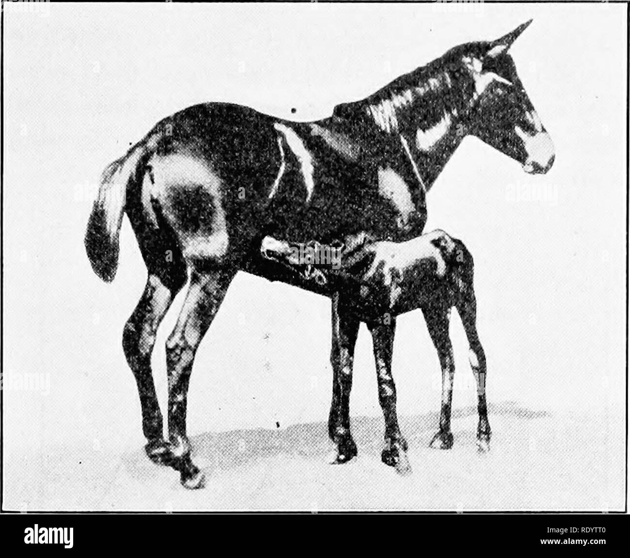 . Genetics in relation to agriculture. Livestock; Heredity; Variation ...