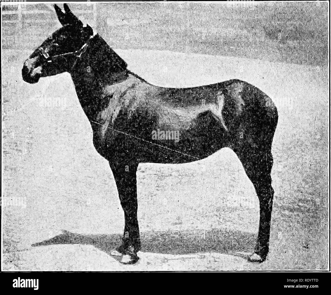 . Genetics in relation to agriculture. Livestock; Heredity; Variation ...