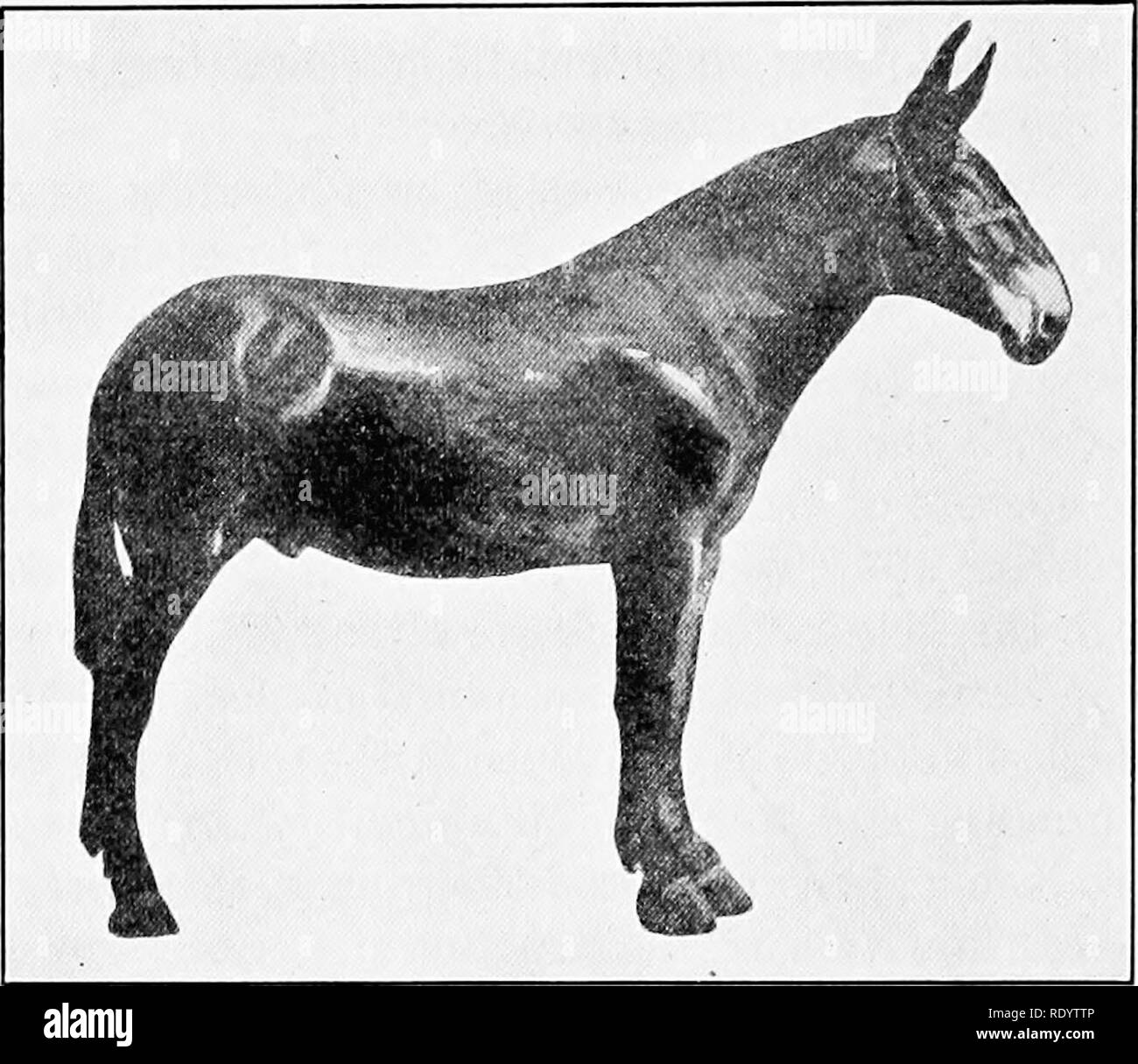 Mule class Black and White Stock Photos & Images - Alamy