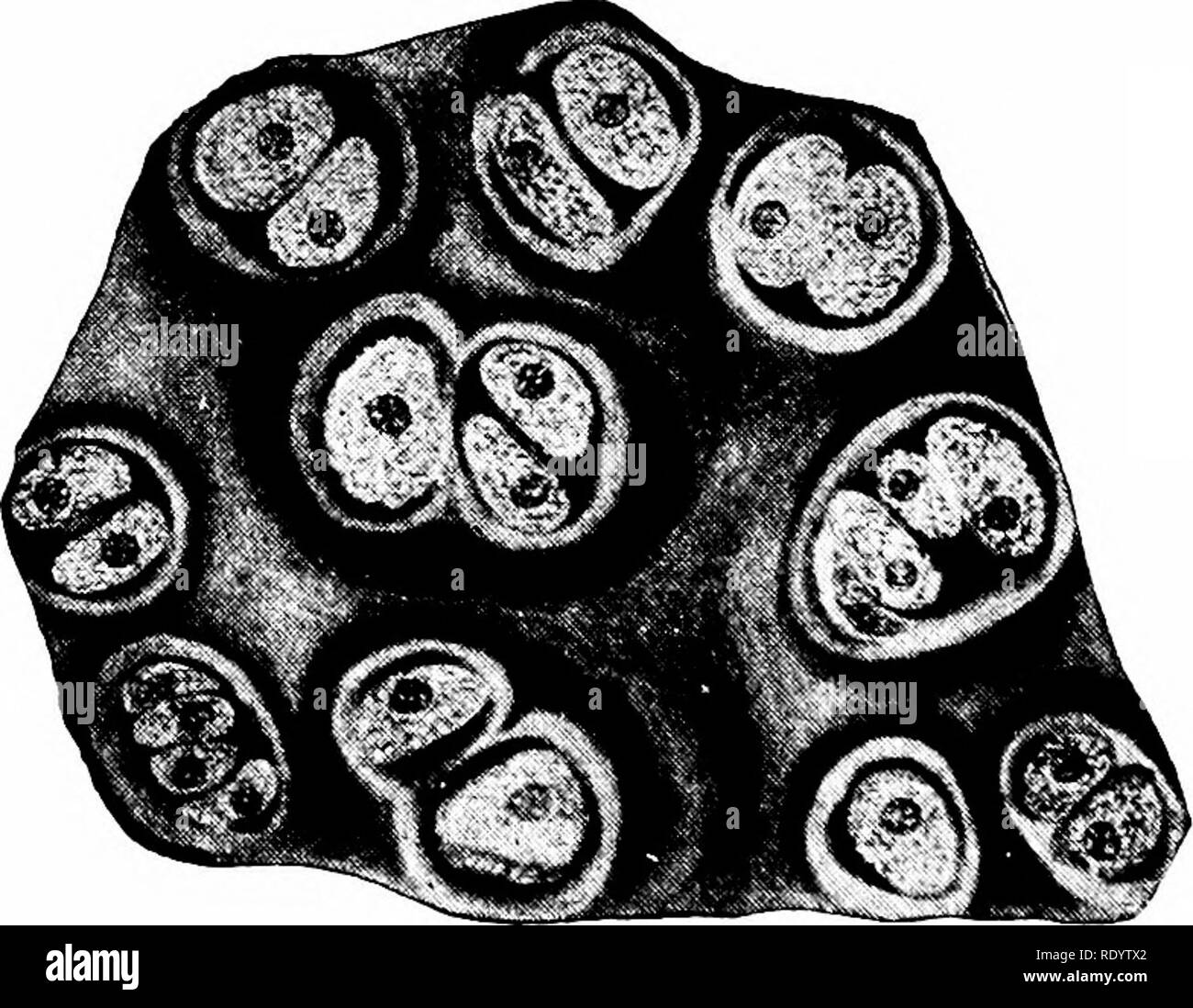Myelinated sheath Black and White Stock Photos & Images - Alamy