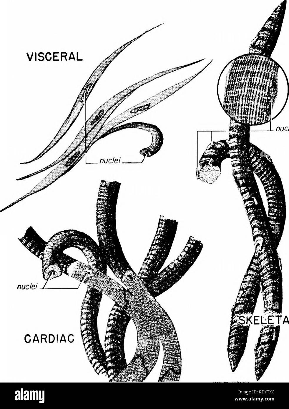 Visceral Muscle Diagram