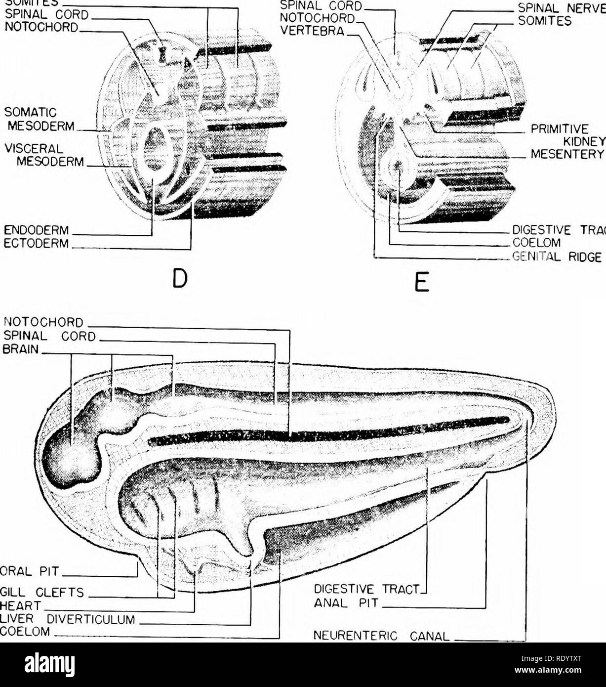 Nerve Root Distribution