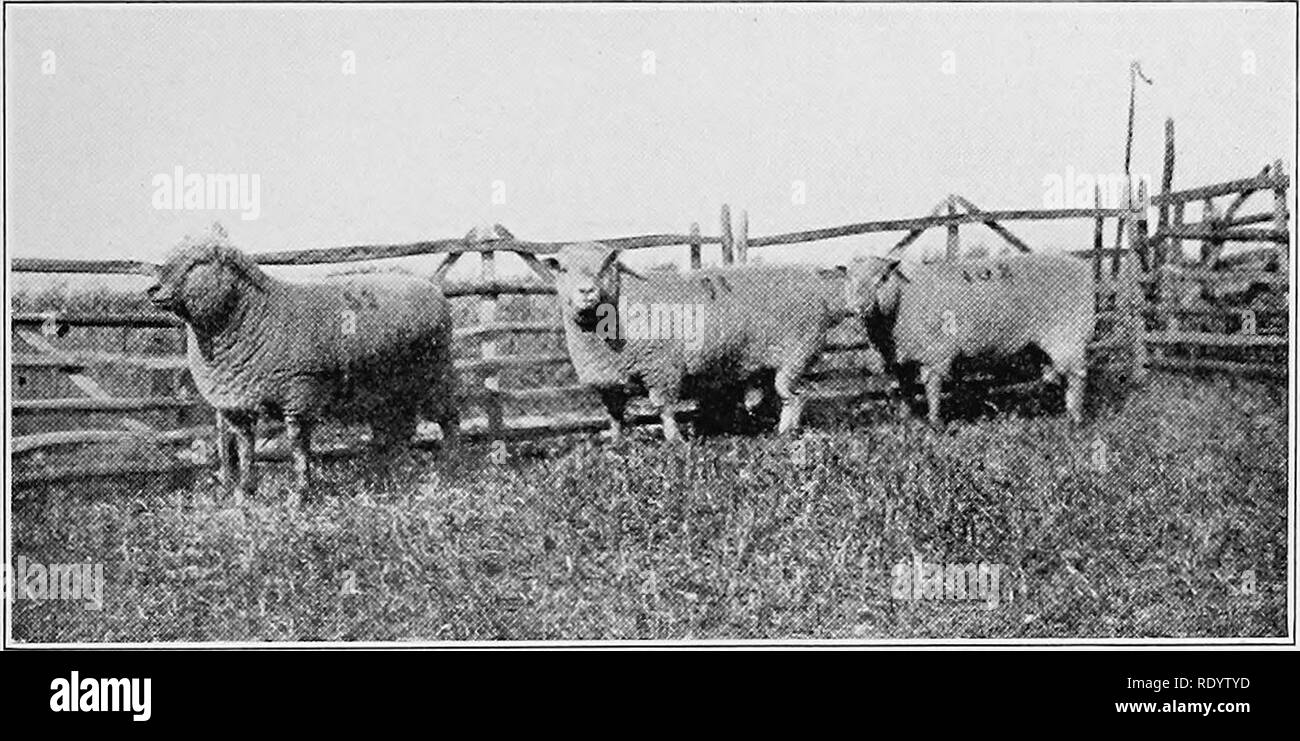 Ram feeder hi-res stock photography and images - Alamy