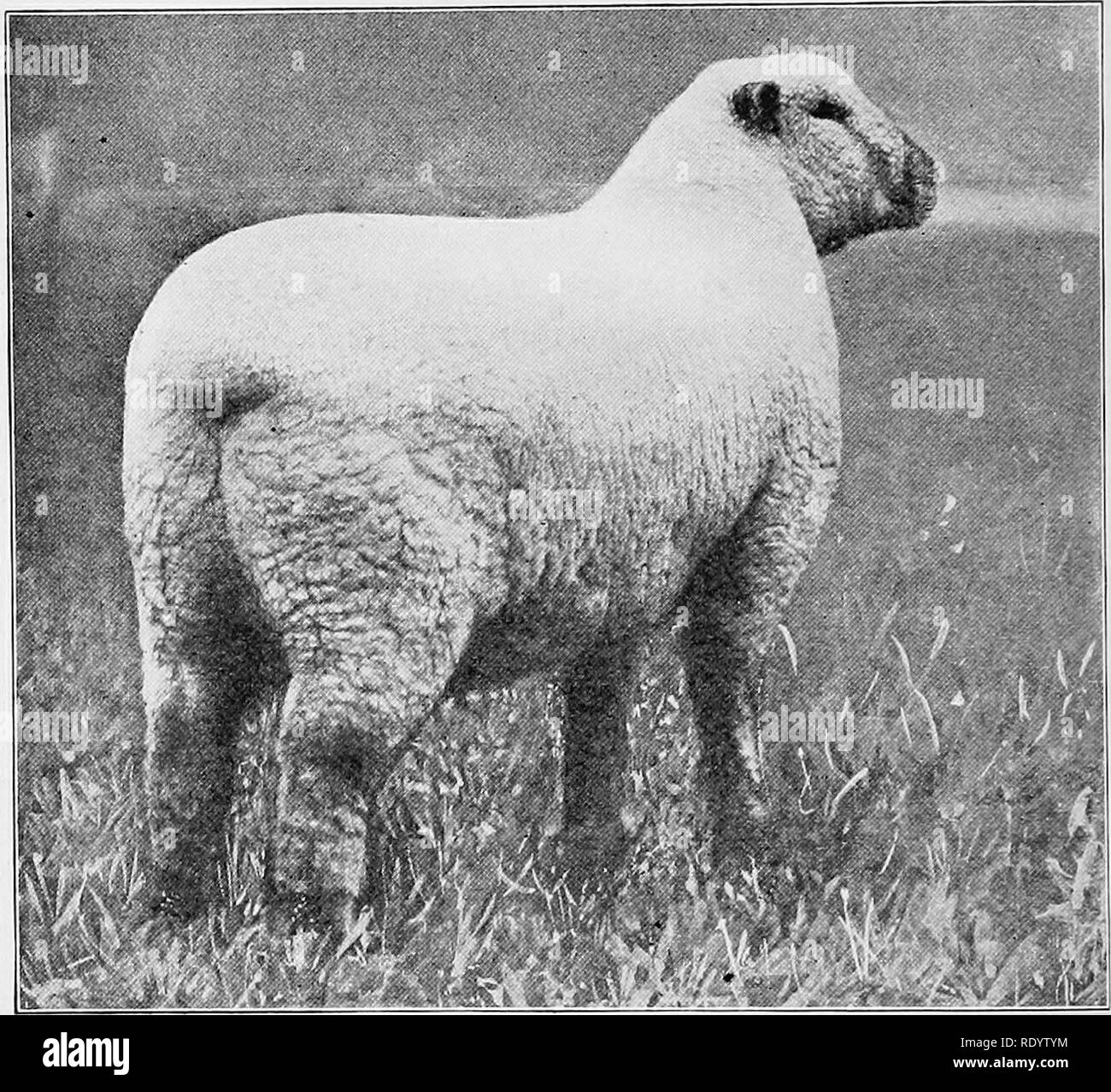 . Types and breeds of farm animals. Livestock. 534 SHEEP crops and high ...